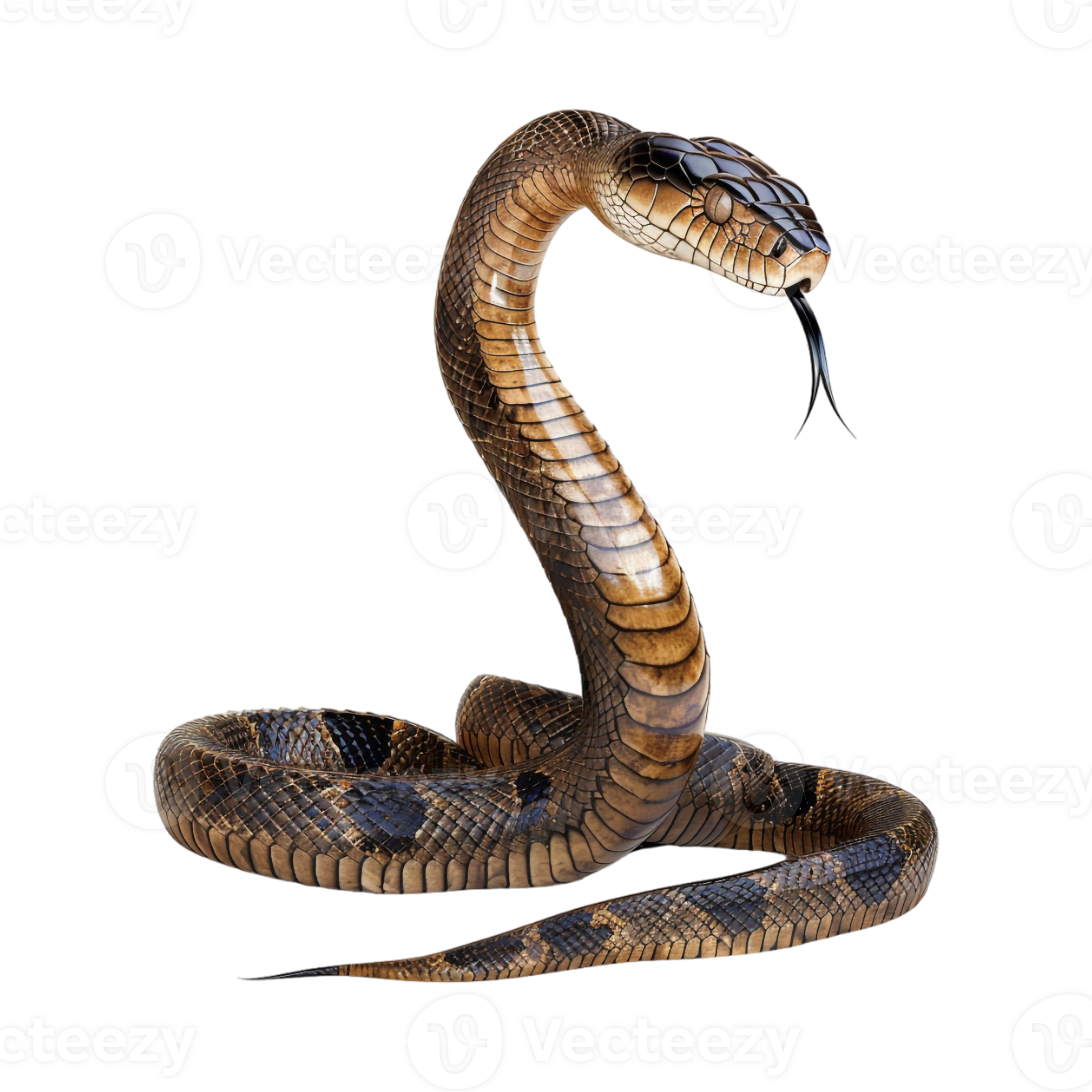 Snake on Transparent Background 47079095 PNG