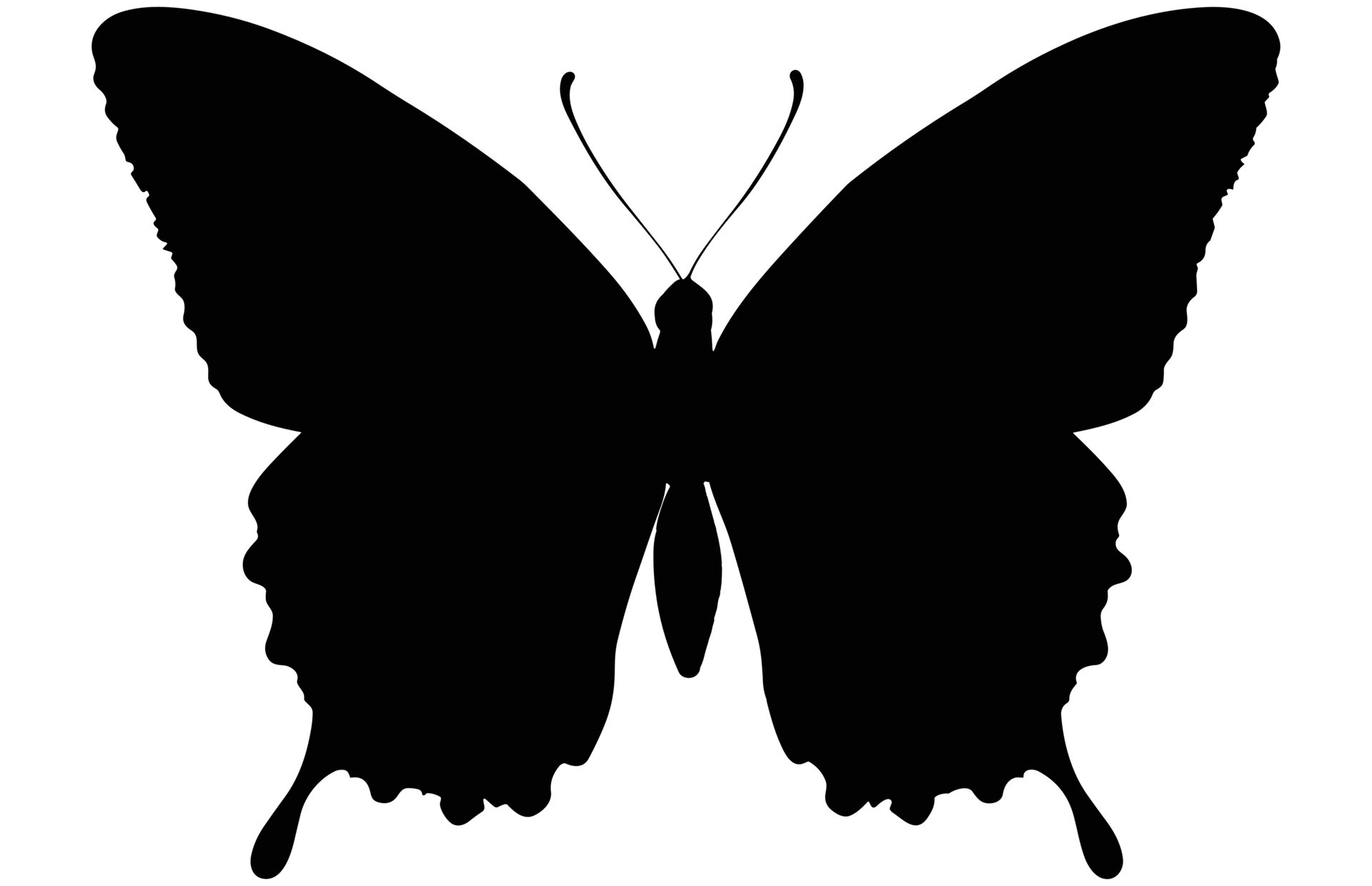 Butterfly Black Silhouette Isolated On White Background 47082222