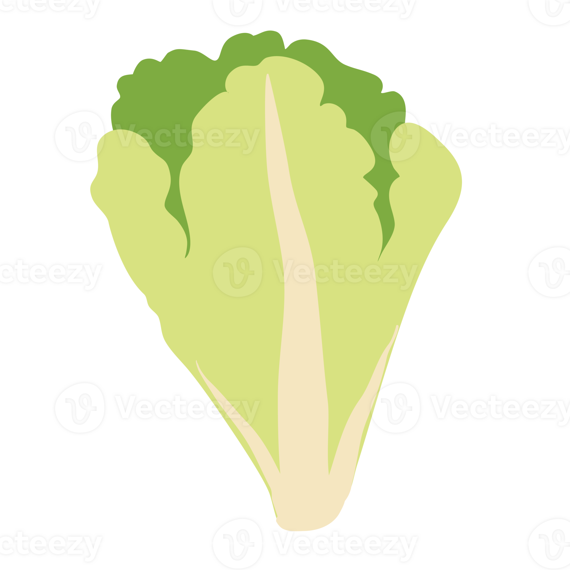 Lettuce leaves drawing 47101357 PNG Lettuce leaves drawing 47101357 PNG