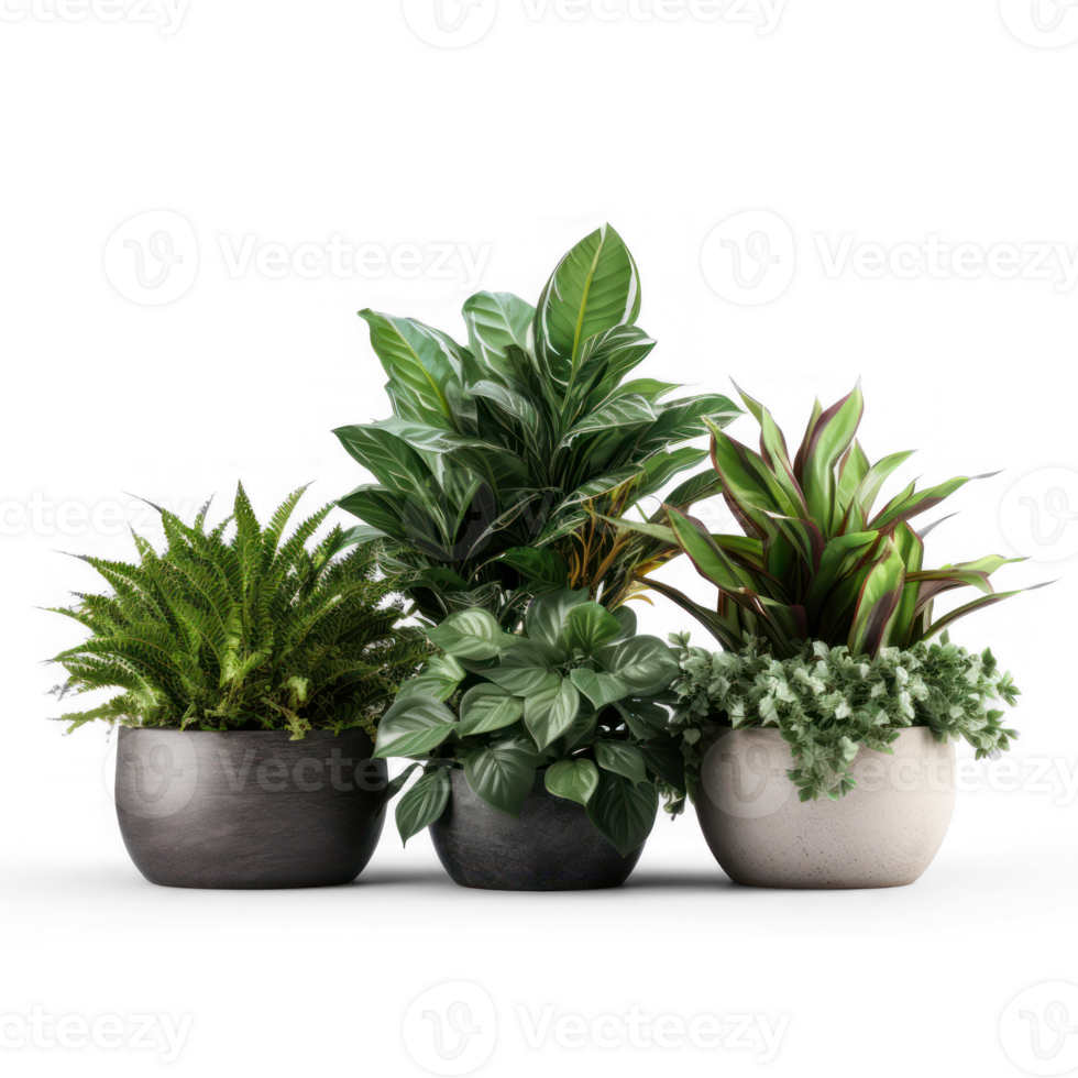 three different types of plants in pots 47118884 PNG three different types of plants in pots 47118884 PNG