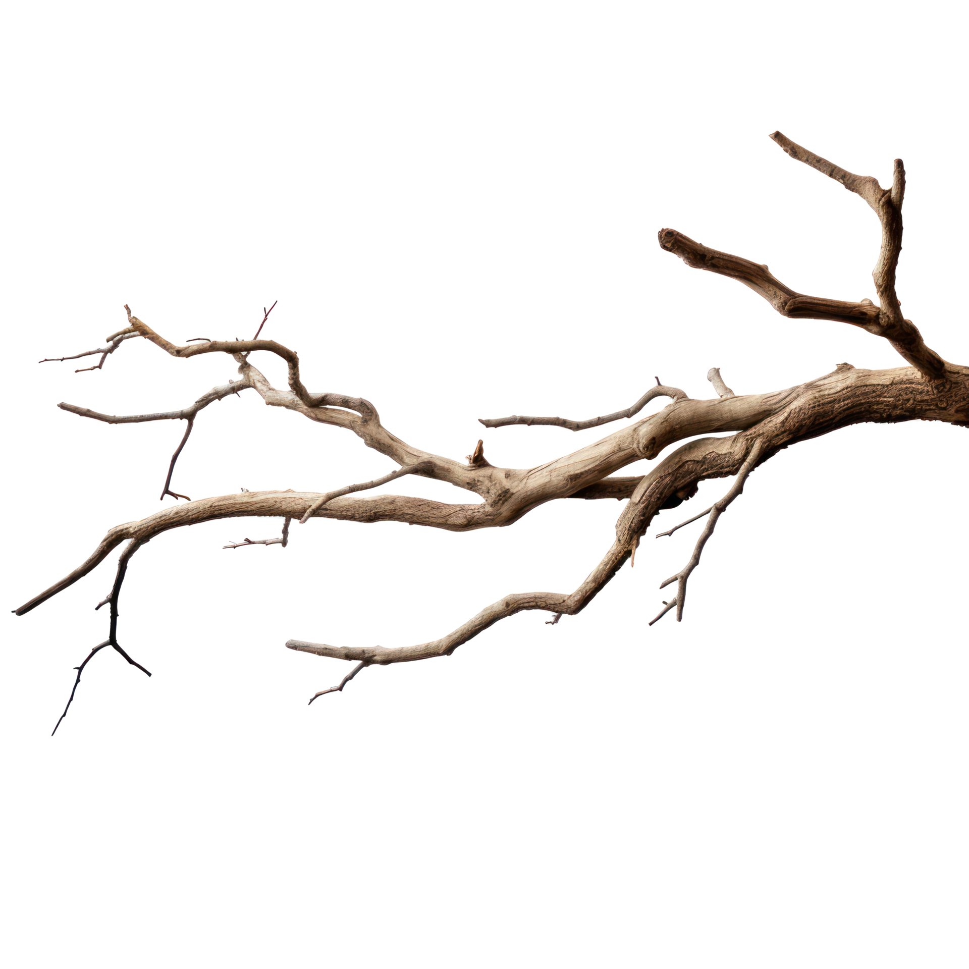 a dead tree branch on a transparent background 47119160 PNG