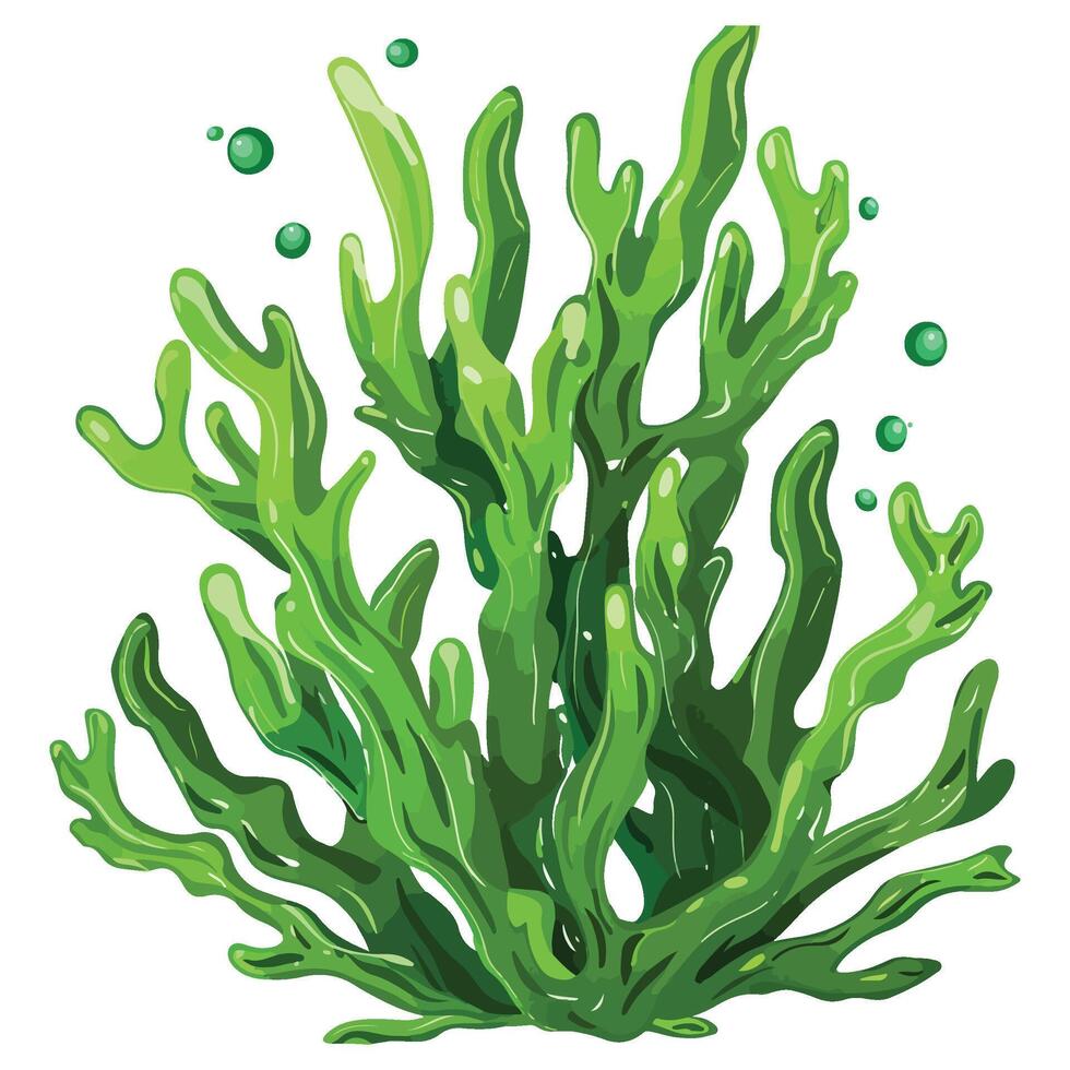 Green Seaweed Illustrations, Aquatic Marine Algae 47120722 Vector Art ... Green Seaweed Illustrations, Aquatic Marine Algae 47120722 Vector Art ...