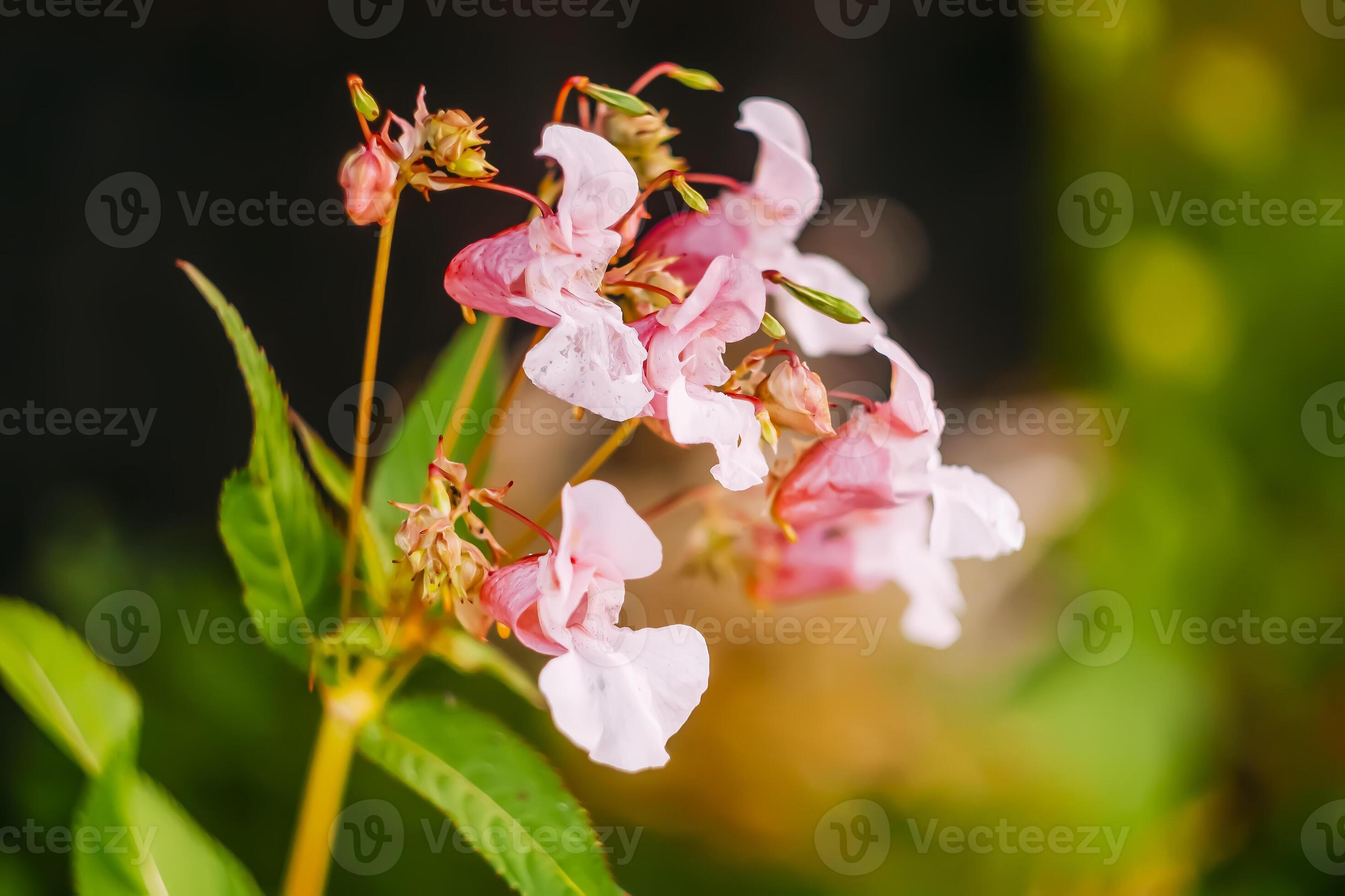 Flower Impatiens Balsamina, commonly known as balsam, rose balsam ... Flower Impatiens Balsamina, commonly known as balsam, rose balsam ...