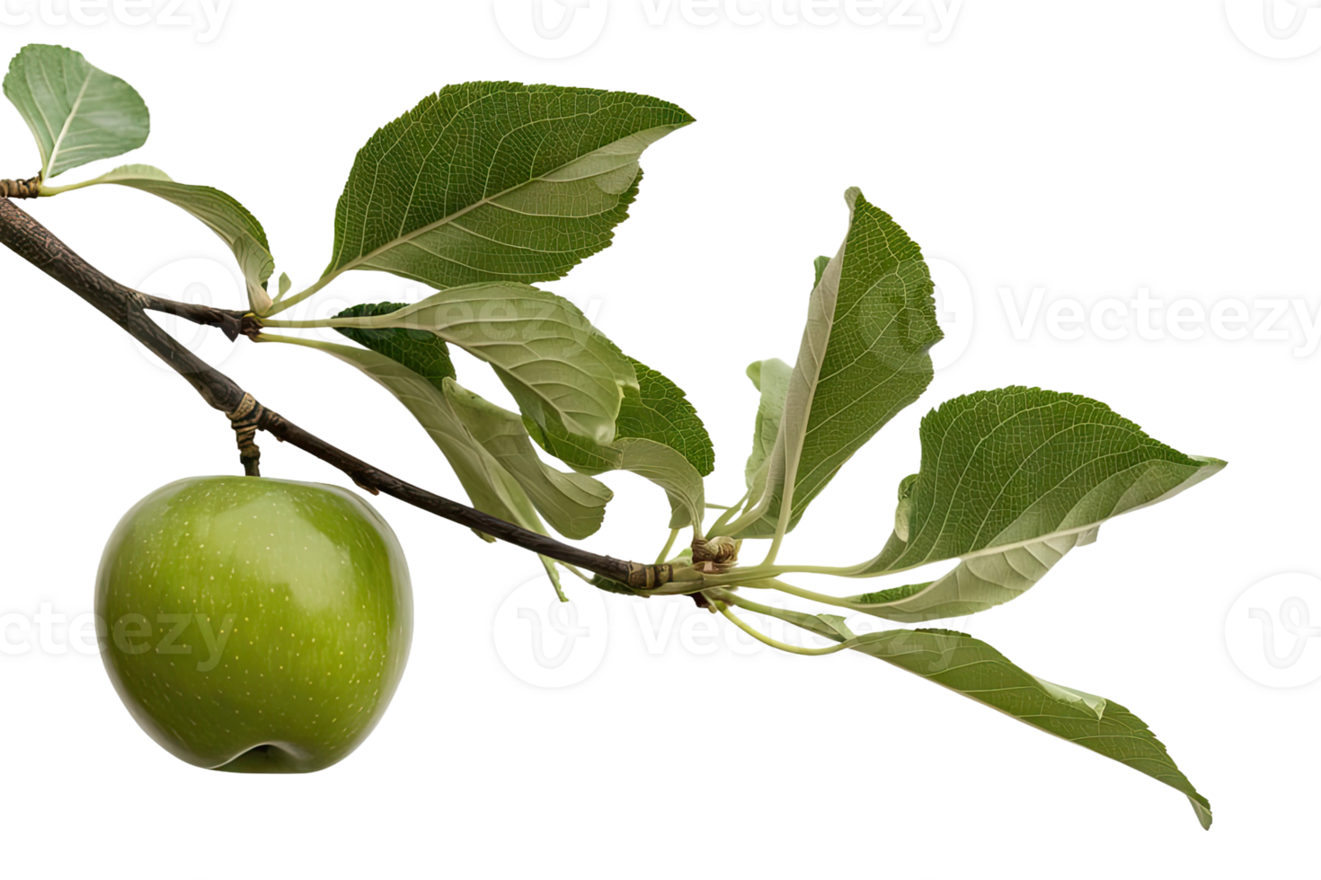 Green apple on a tree branch 47244037 PNG