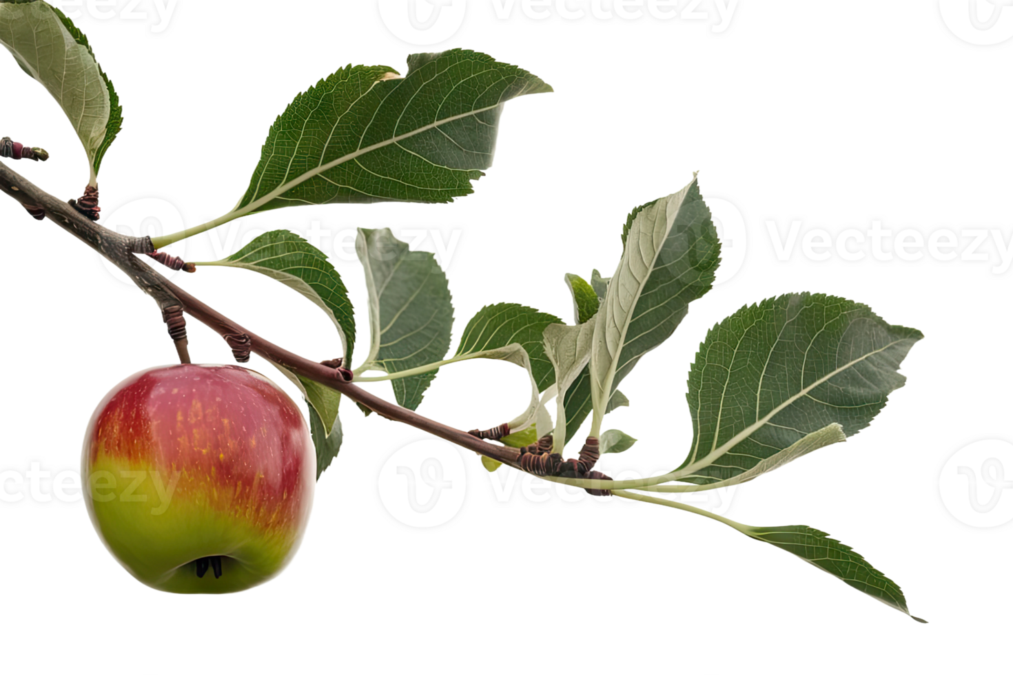 Green apple on a tree branch 47244049 PNG