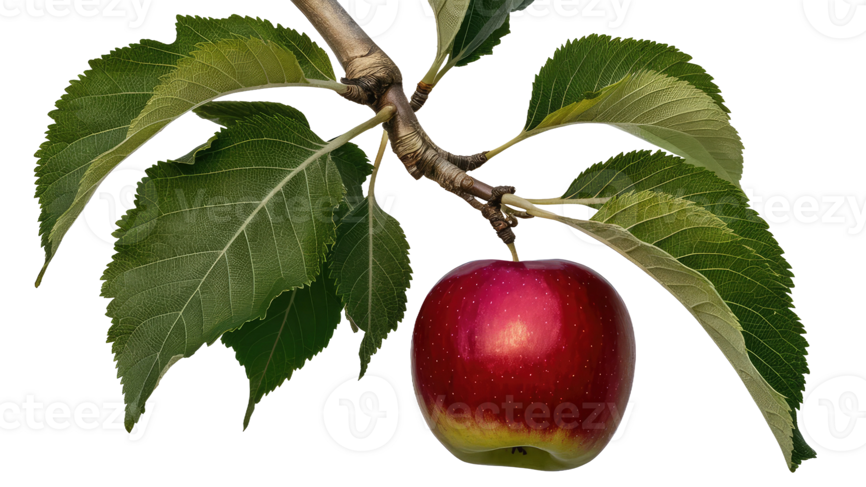 Green apple on a tree branch 47244088 PNG