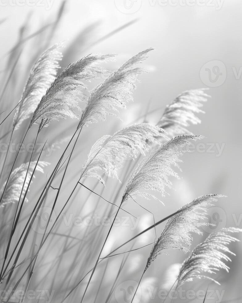 A gentle breeze causes the grasses to bend and sway creating a natural ... A gentle breeze causes the grasses to bend and sway creating a natural ...