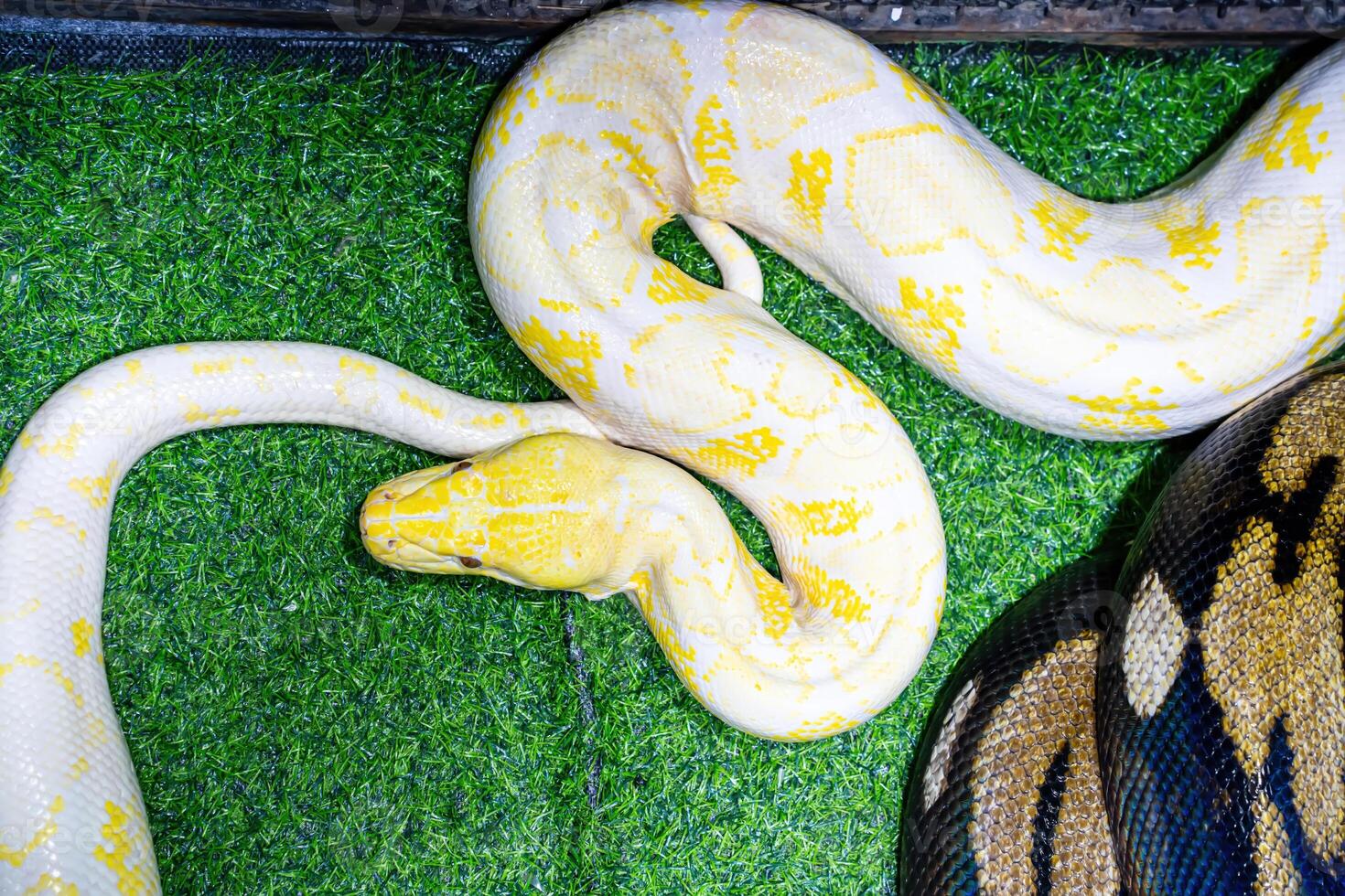 Albino burmese python 47275048 Stock Photo at Vecteezy