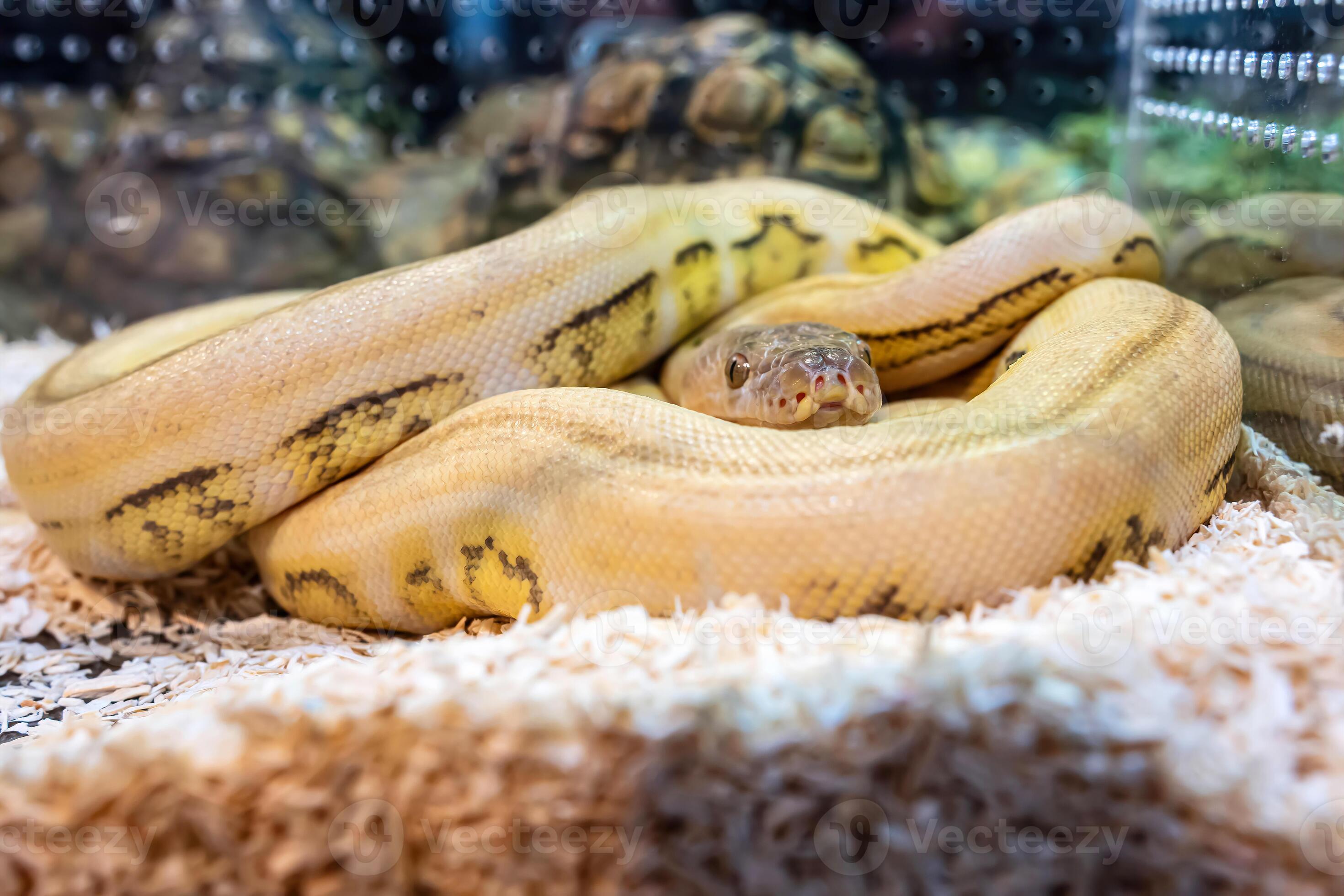 Ball python in the acrylic cabinet waiting to be sold. It's a popular ...