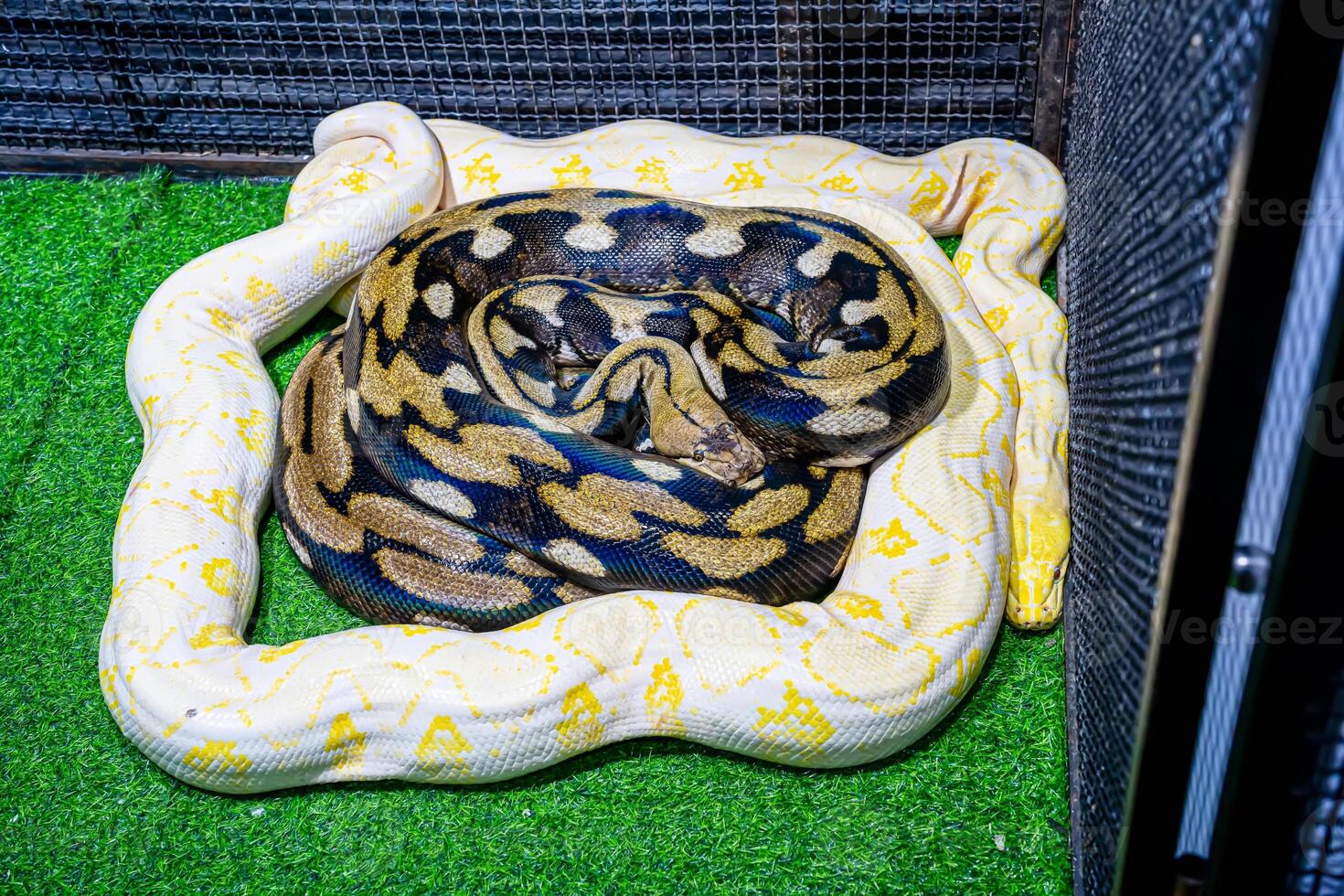 Albino burmese python 47275894 Stock Photo at Vecteezy