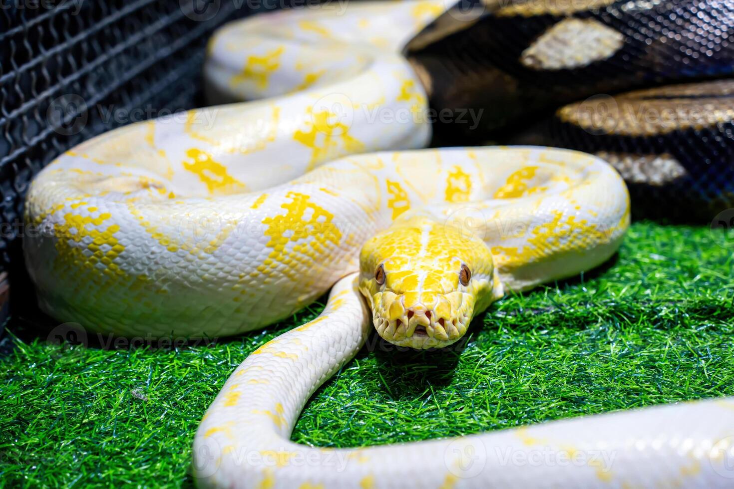 Albino burmese python 47275918 Stock Photo at Vecteezy