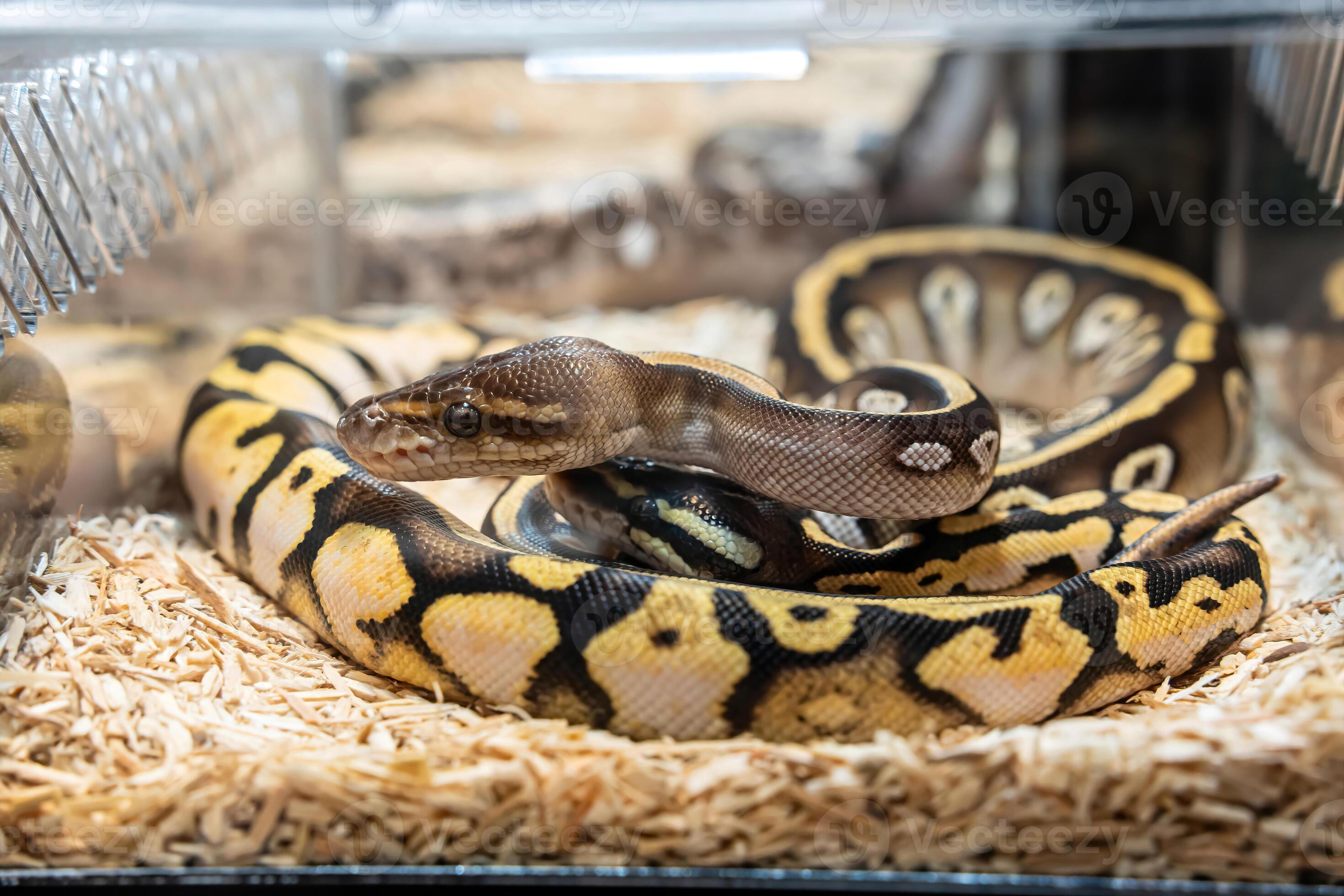 Ball python in the acrylic cabinet waiting to be sold. It's a popular ...