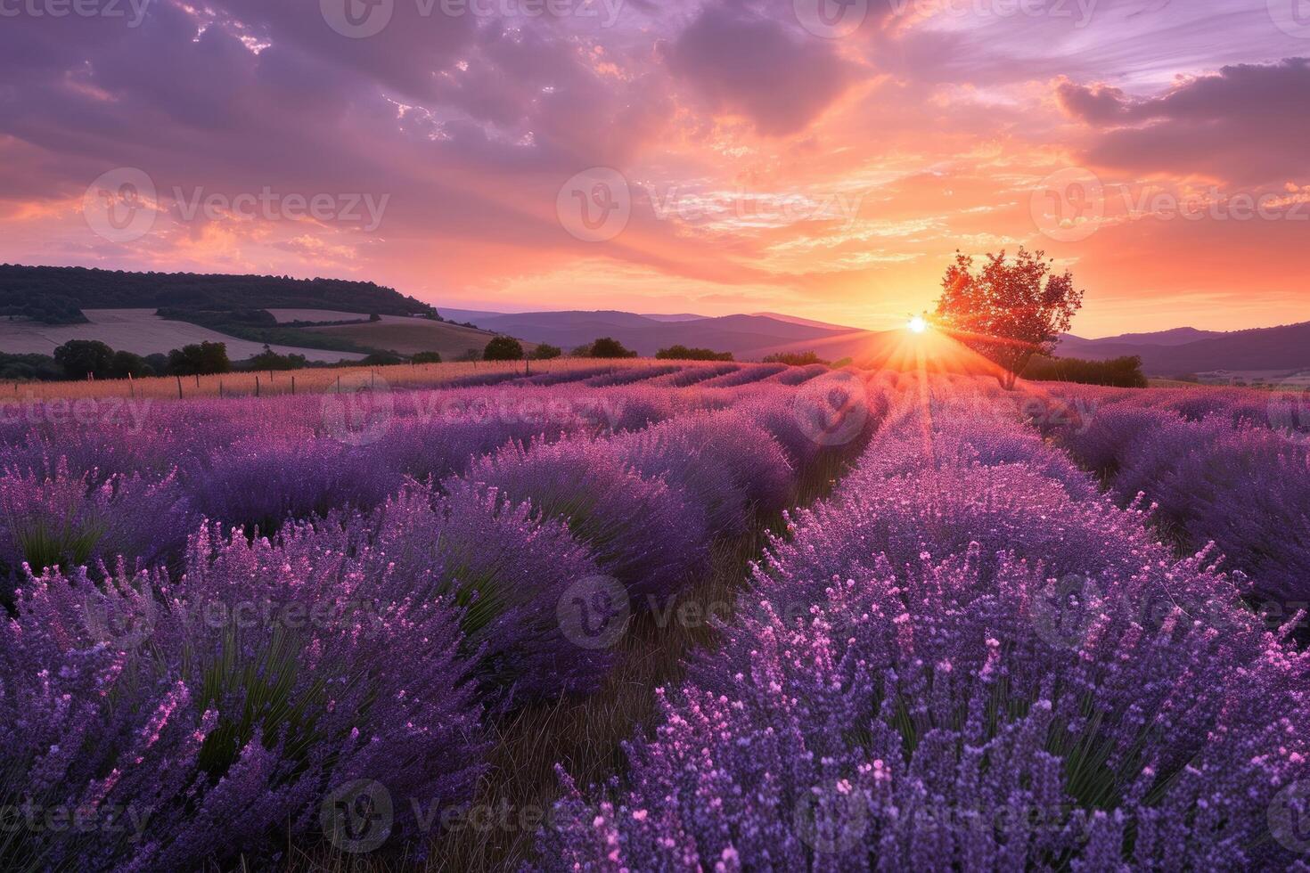 Serene Lavender field at sunset. Generate Ai 47332438 Stock Photo at ... Serene Lavender field at sunset. Generate Ai 47332438 Stock Photo at ...
