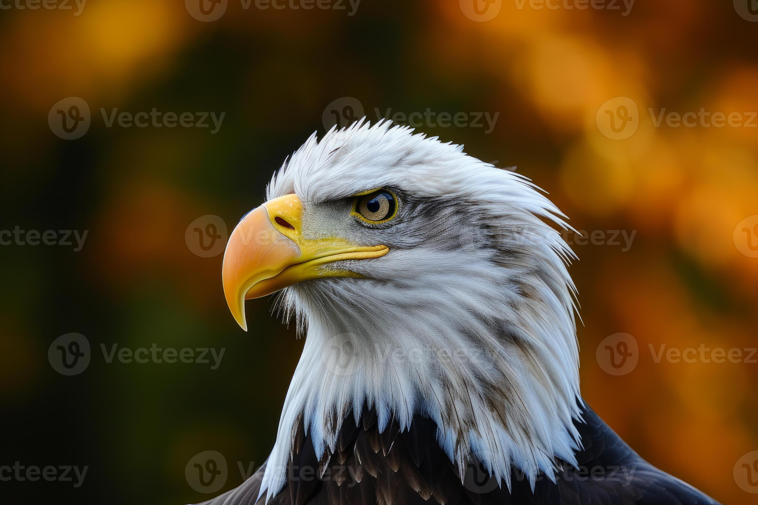 Fierce Eagle bird. Generate Ai 47341049 Stock Photo at Vecteezy Fierce Eagle bird. Generate Ai 47341049 Stock Photo at Vecteezy