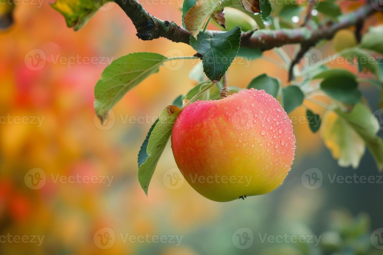 Apple Tree Branch Stock Photos, Images and Backgrounds for Free Download