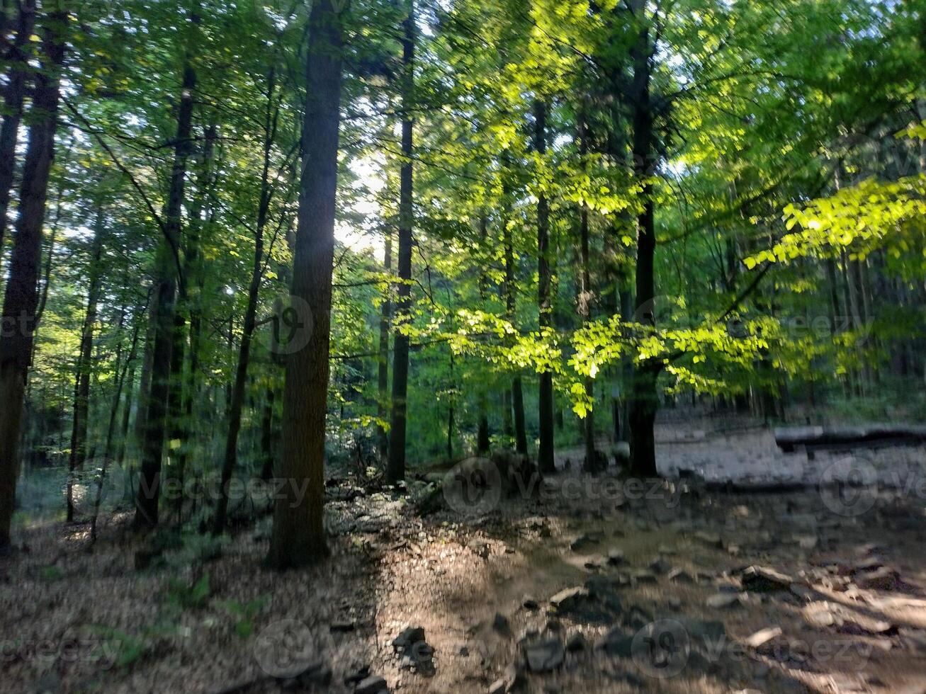 A forest with many trees and a clear blue sky. The trees are tall and ...