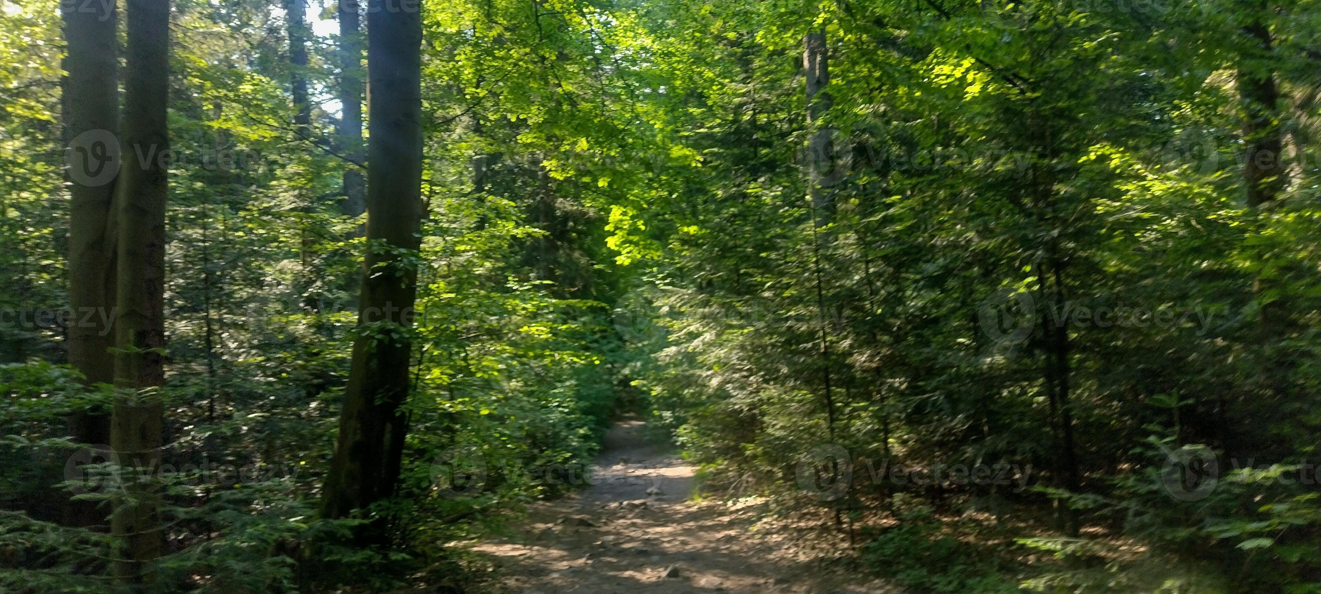 A forest with many trees and a clear blue sky. The trees are tall and ...