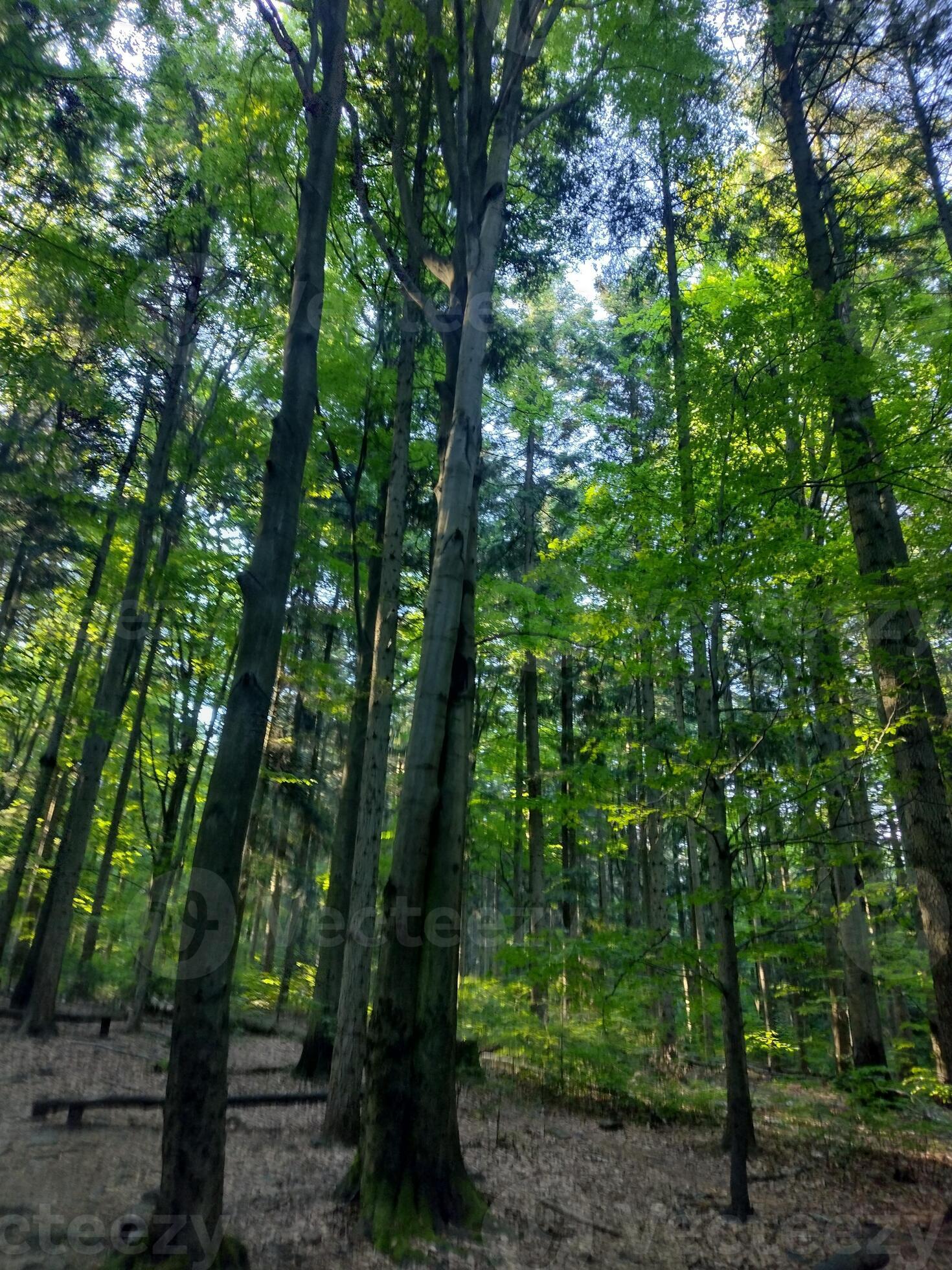 A forest with many trees and a clear blue sky. The trees are tall and ...