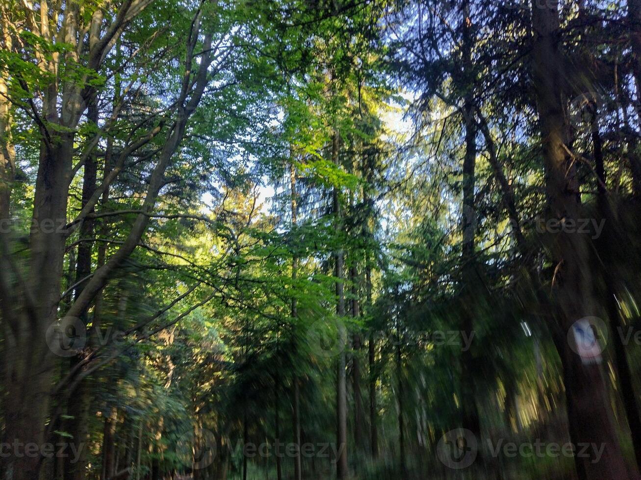 A forest with many trees and a clear blue sky. The trees are tall and ...
