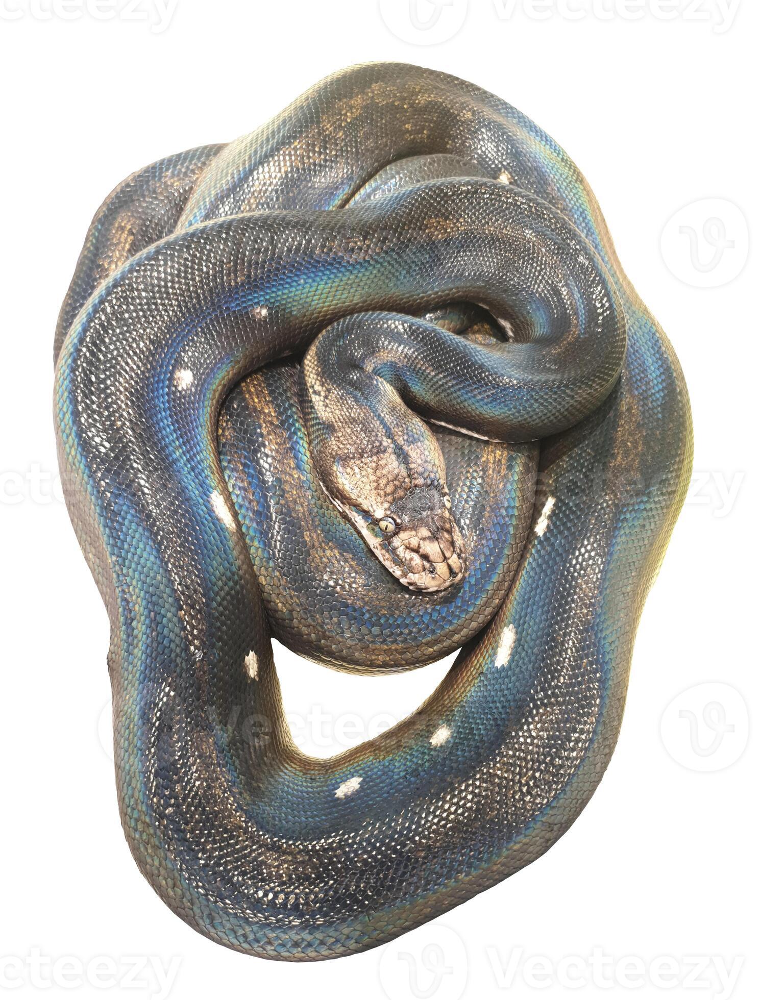 ball royal python black and rainbow color snake rare snake Hybrid ...