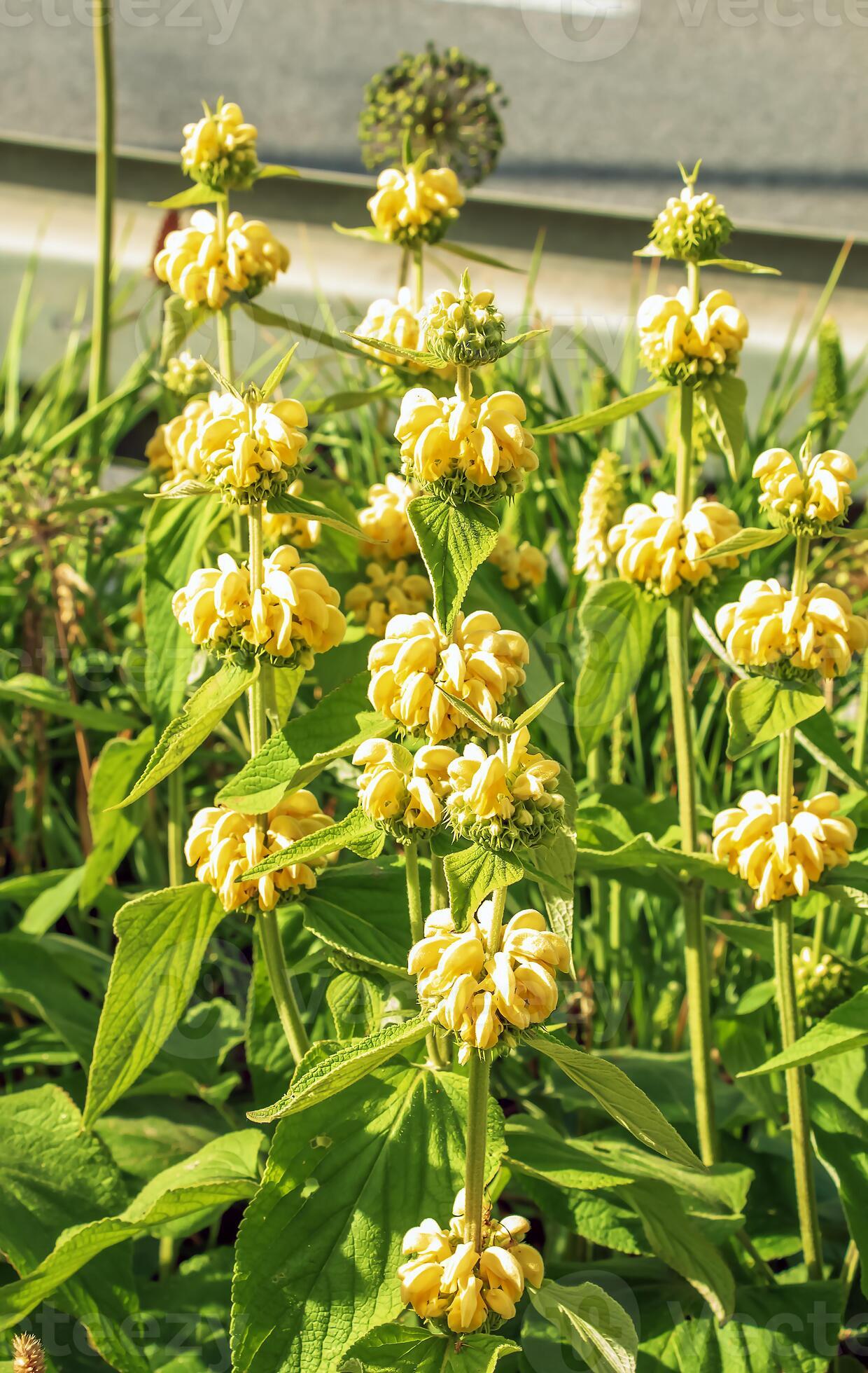 Phlomis russeliana Turkish sage, Syrian fire herb , Jerusalem sage yellow flowering plant in the ...