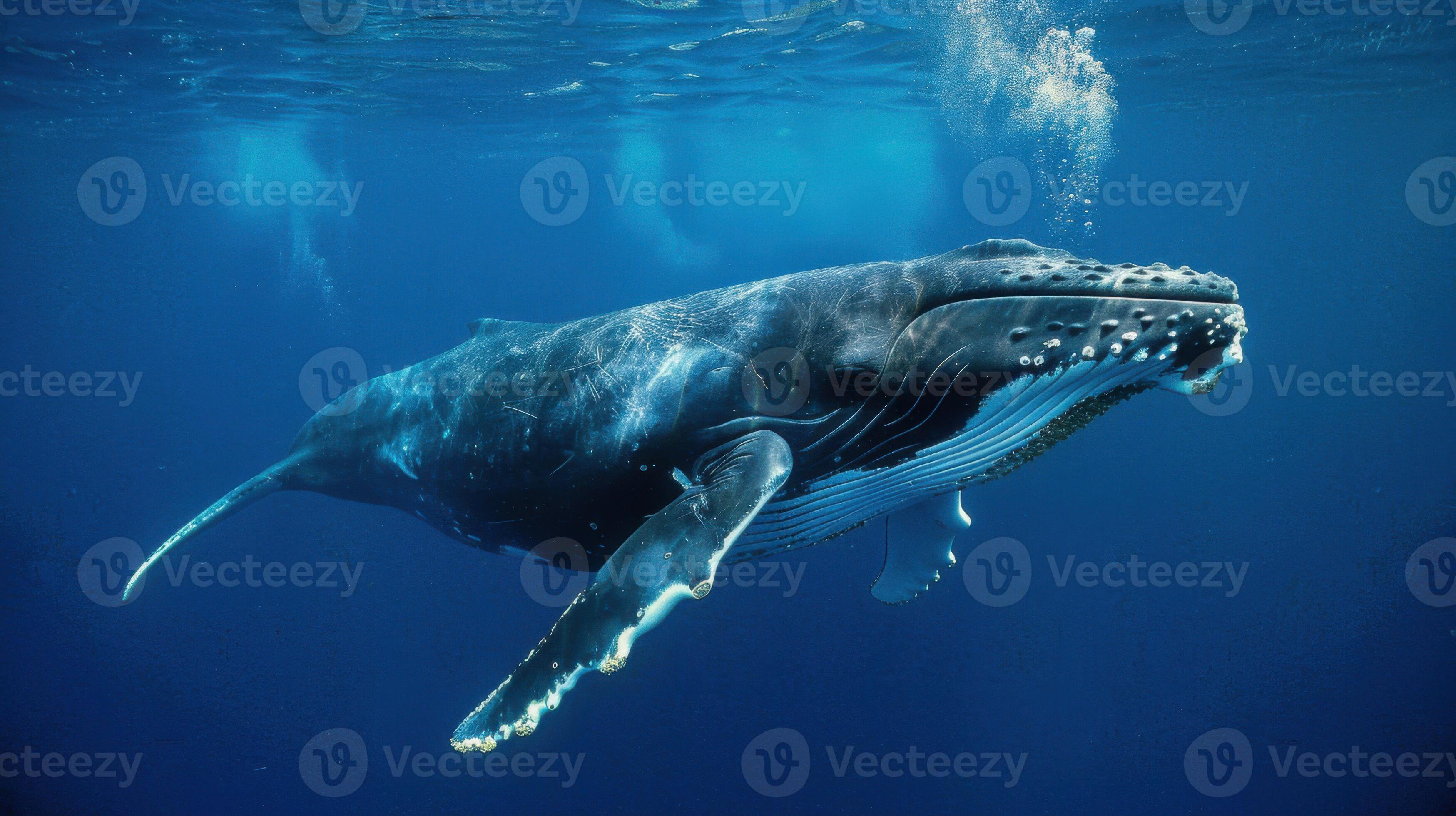 A majestic humpback whale glides through the deep blue ocean ... A majestic humpback whale glides through the deep blue ocean ...