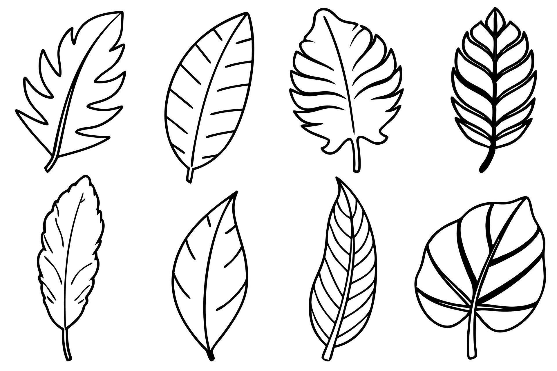 Banana Leaf Line Art Design Organic Drawing Illustration 47443473