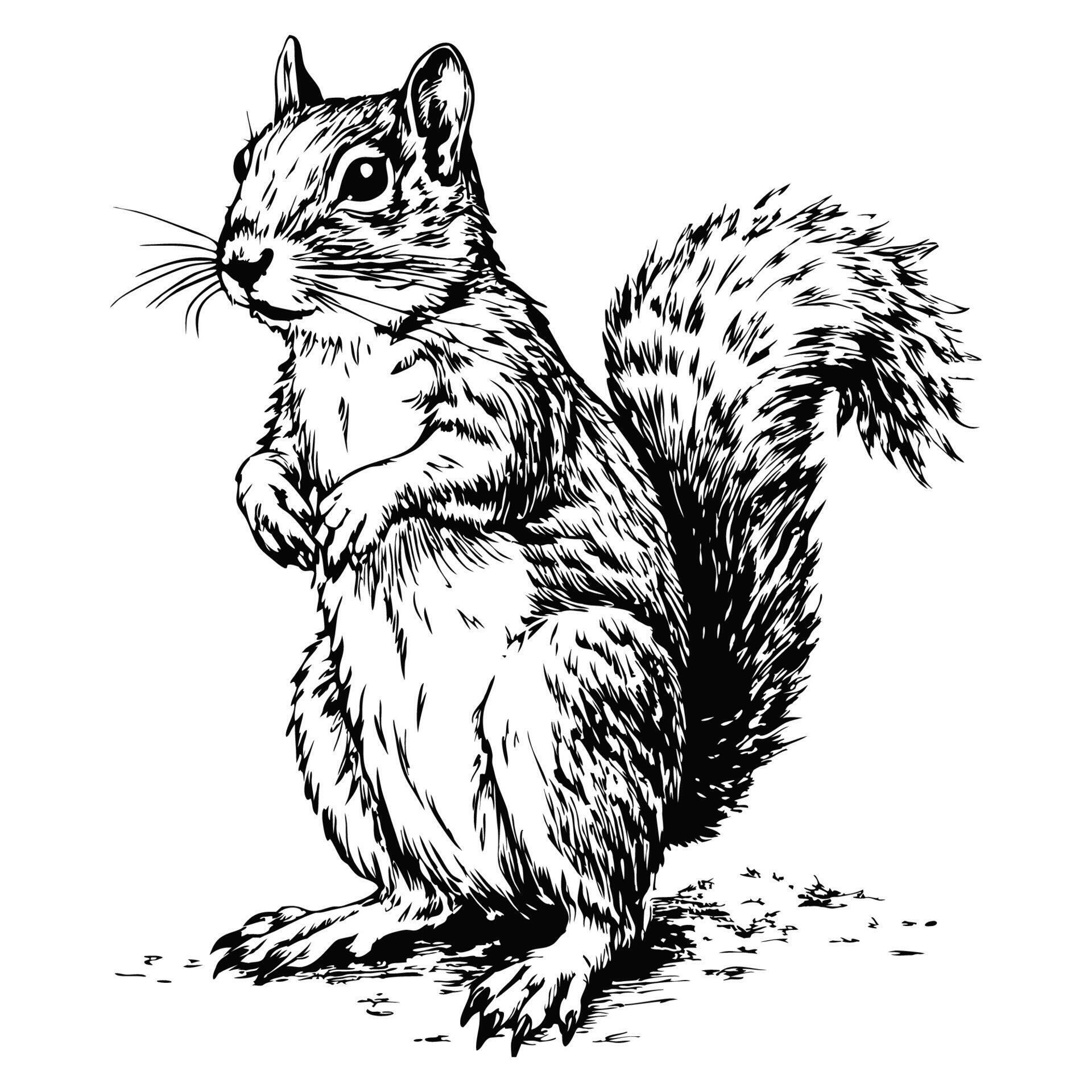 Sketch of a squirrel standing on its hind legs, front view, on a white background 47457973 ...