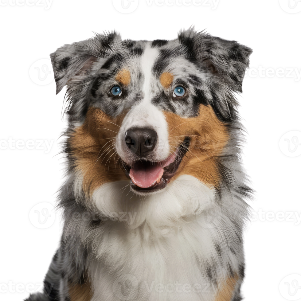 isolé chien portrait 47493217 PNG