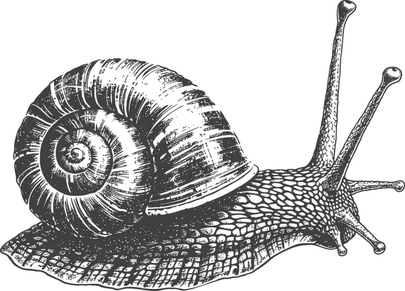 Detailed black and white line drawing of a snail 47497619 Vector Art at ...