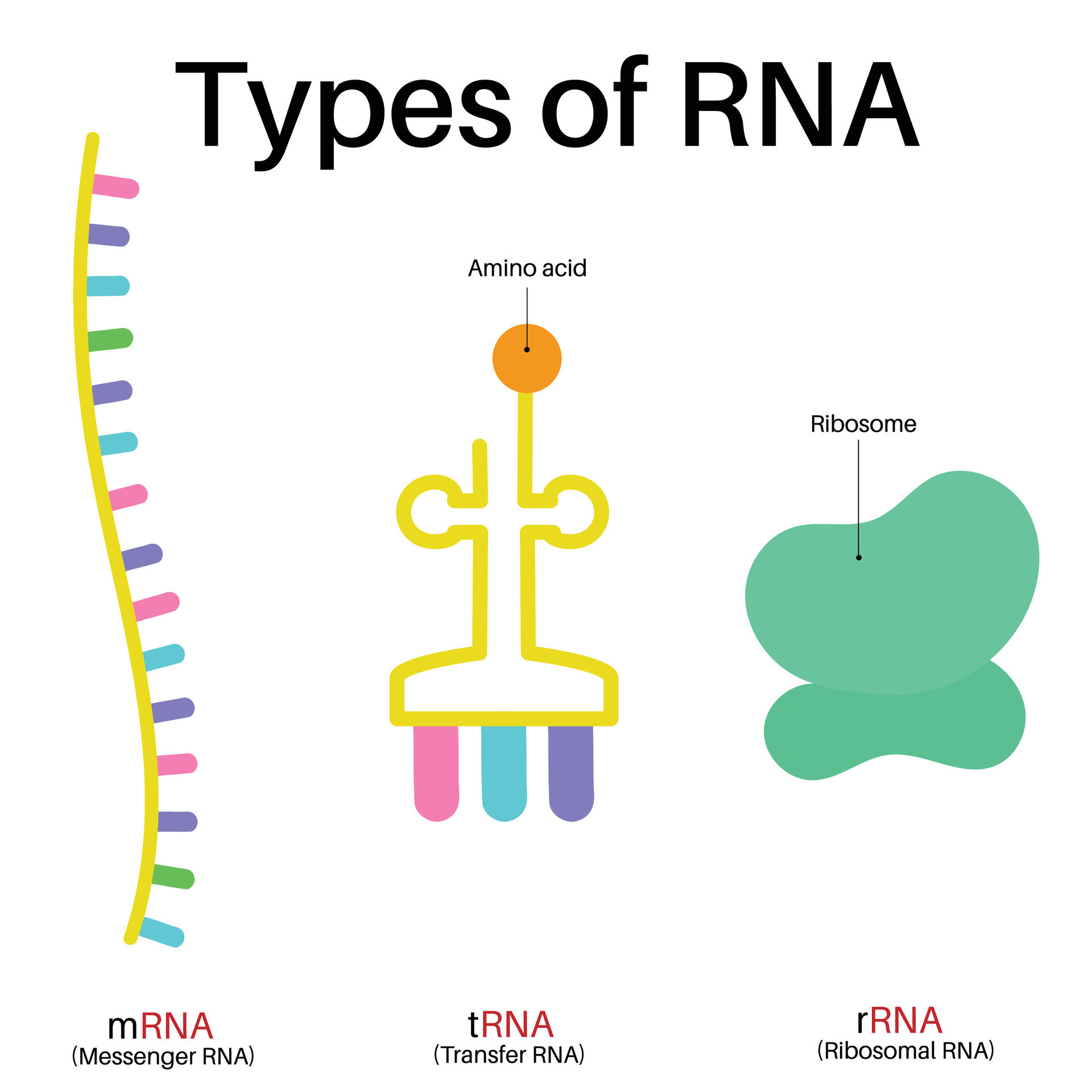 básico tipos de ARN. 47510320 Vector en Vecteezy