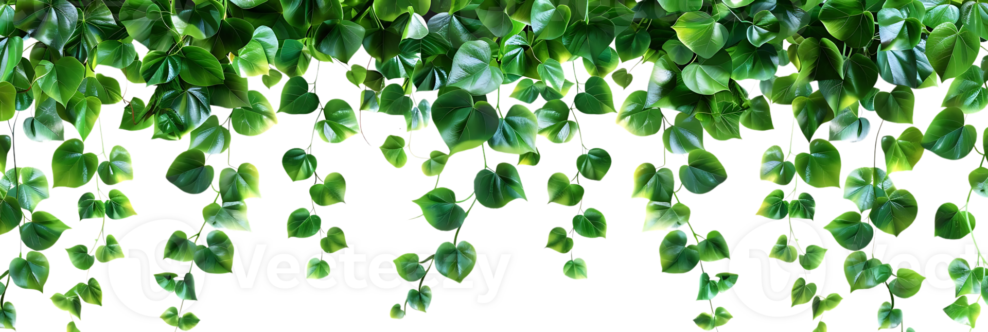Green Vine Leaves Hanging Illustration 47521948 PNG