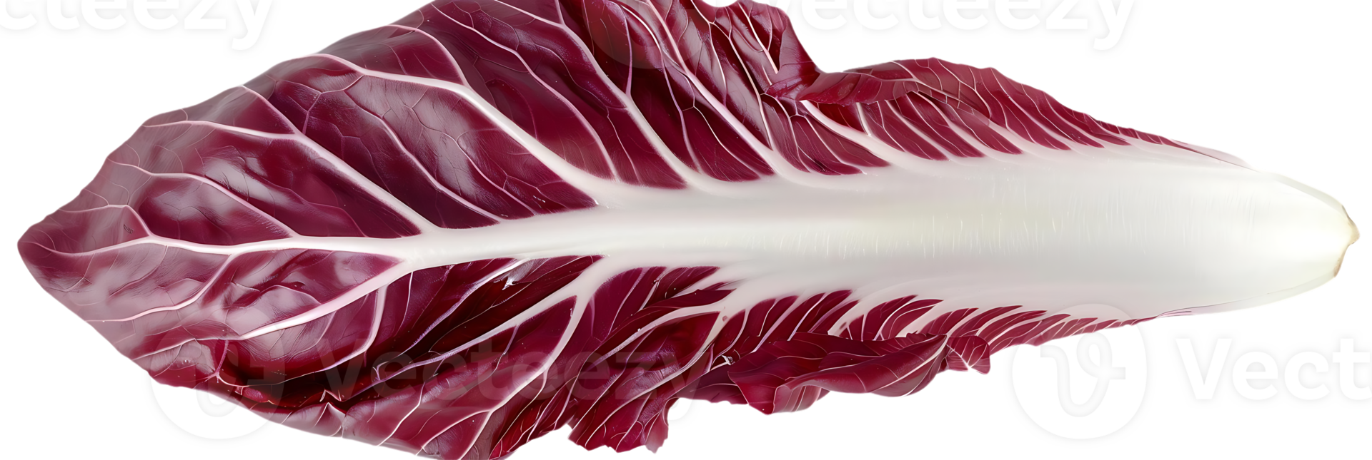 Red Radicchio Leaf Macro Photography 47524287 PNG