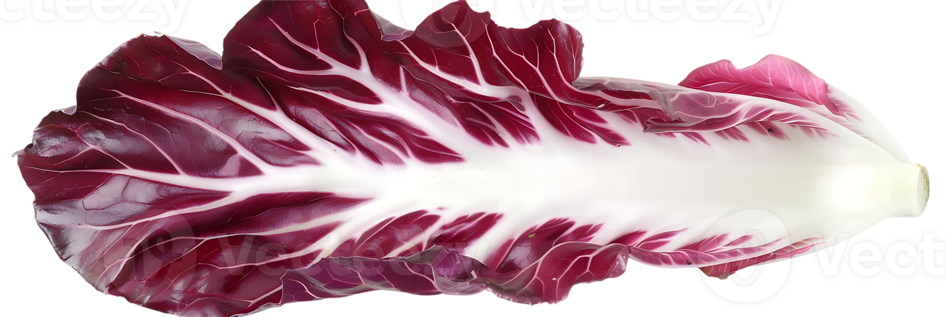 Red Radicchio Leaf Close Up Photography 47524291 PNG