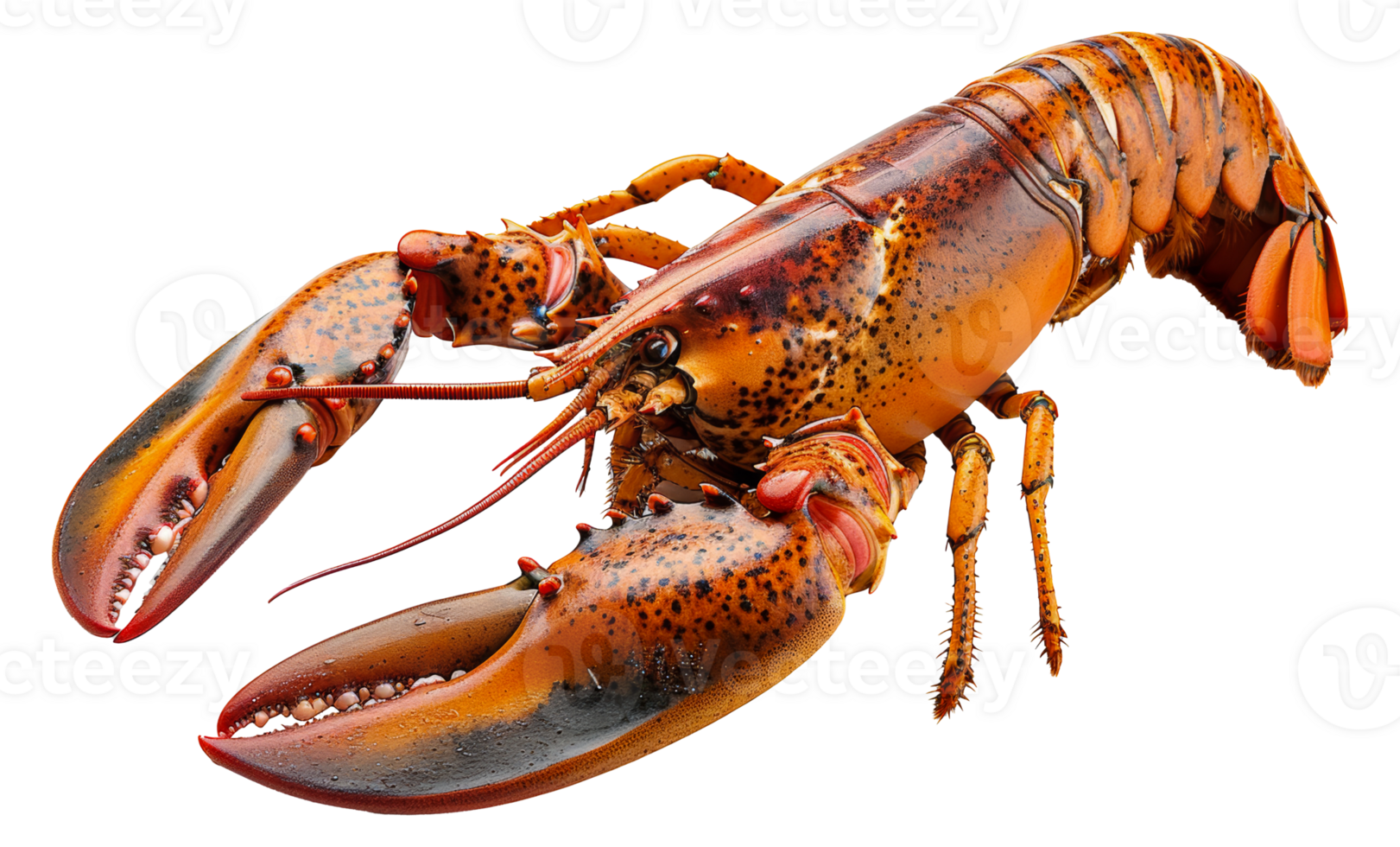 Steamed lobster, cut out - stock png. 47601359 PNG Steamed lobster, cut out - stock png. 47601359 PNG