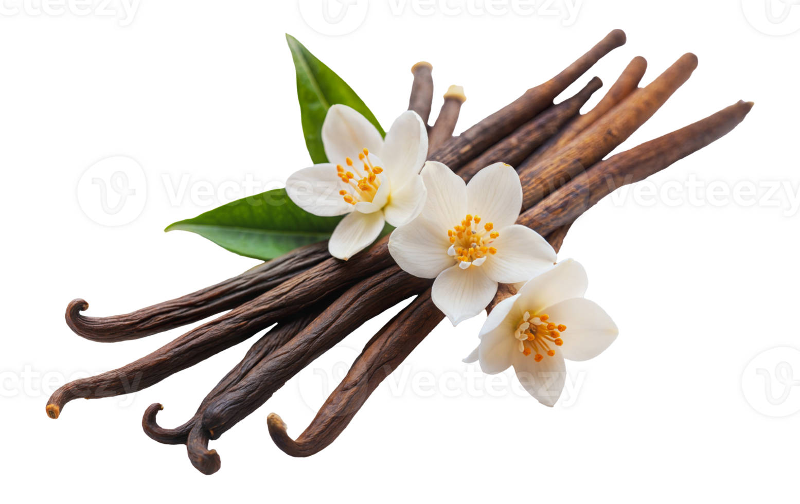 Vanilla Bean PNGs for Free Download Vanilla Bean PNGs for Free Download