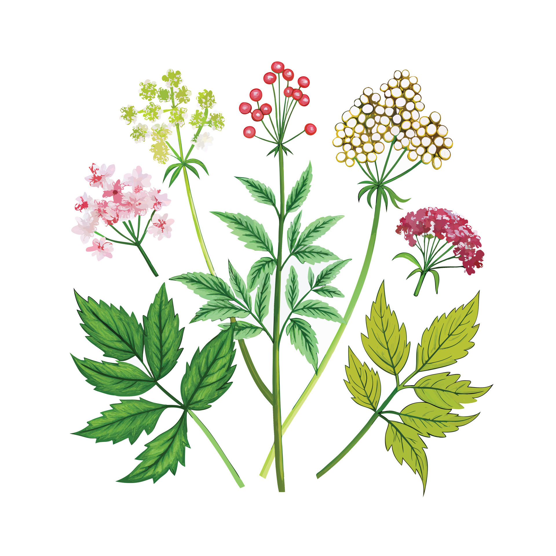 Realistic Beautiful Herbs Illustration 47660024 Vector Art at Vecteezy