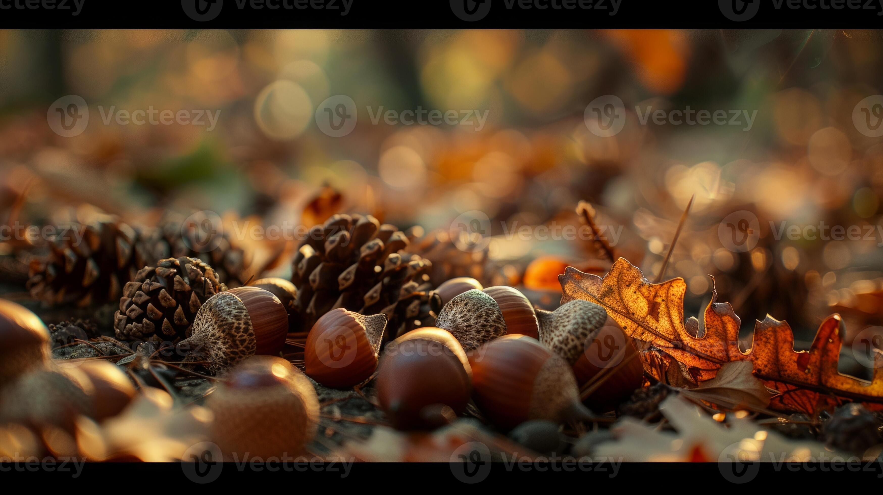 Acorns and pinecones scattered on the ground 47665635 Stock Photo at Vecteezy
