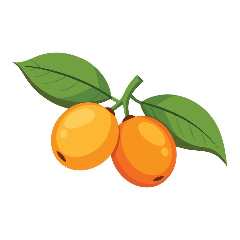 Loquat Fruit Flat Illustration On White Background 47790776 Vector Art At Vecteezy