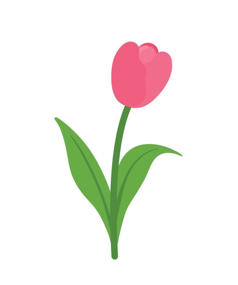 Pink Tulip Flower Garden Plant Drawing Illustration 47810747 Vector Art ... Pink Tulip Flower Garden Plant Drawing Illustration 47810747 Vector Art ...