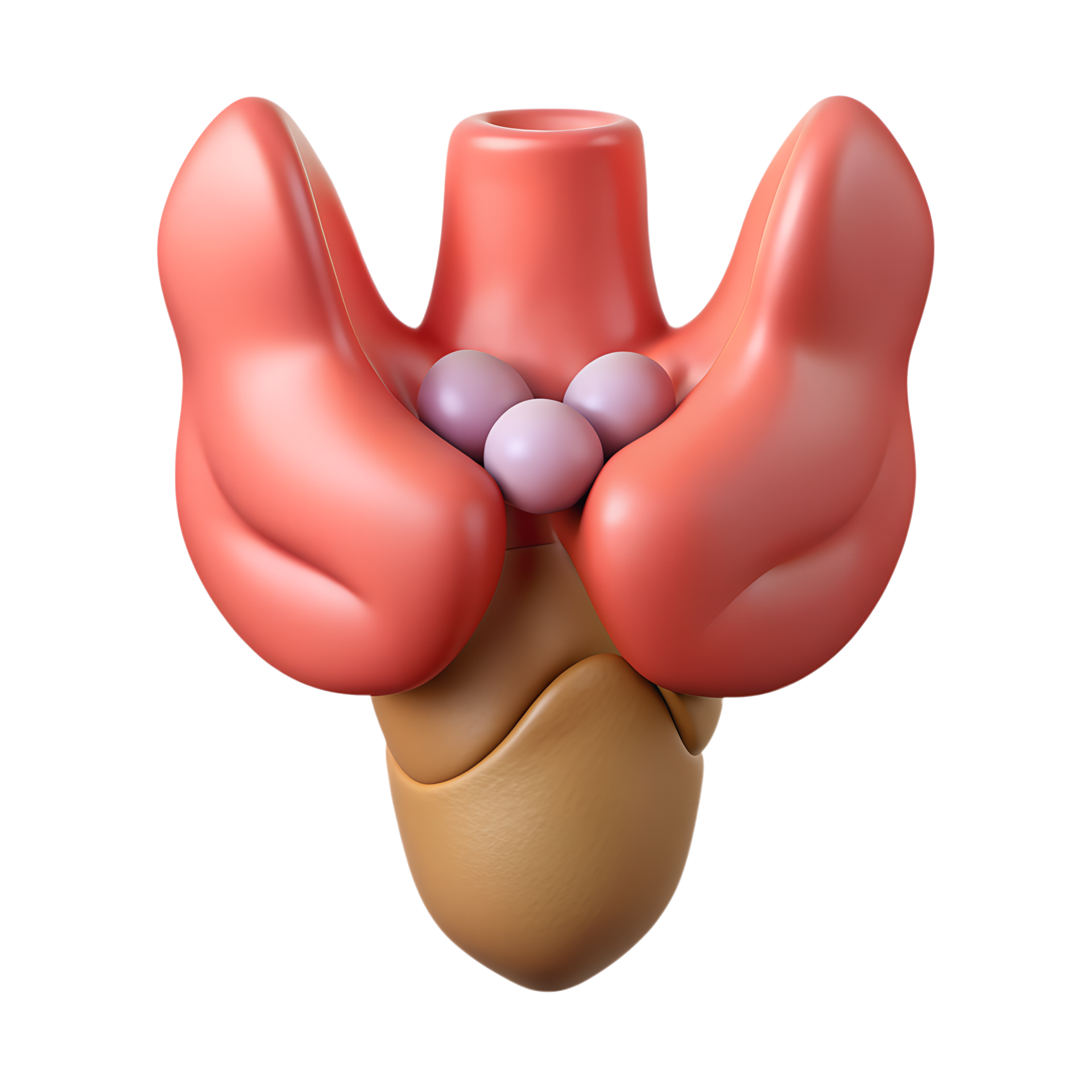 3d Medical Illustration Of The Human Thyroid Gland With Parathyroid Glands Highlighting