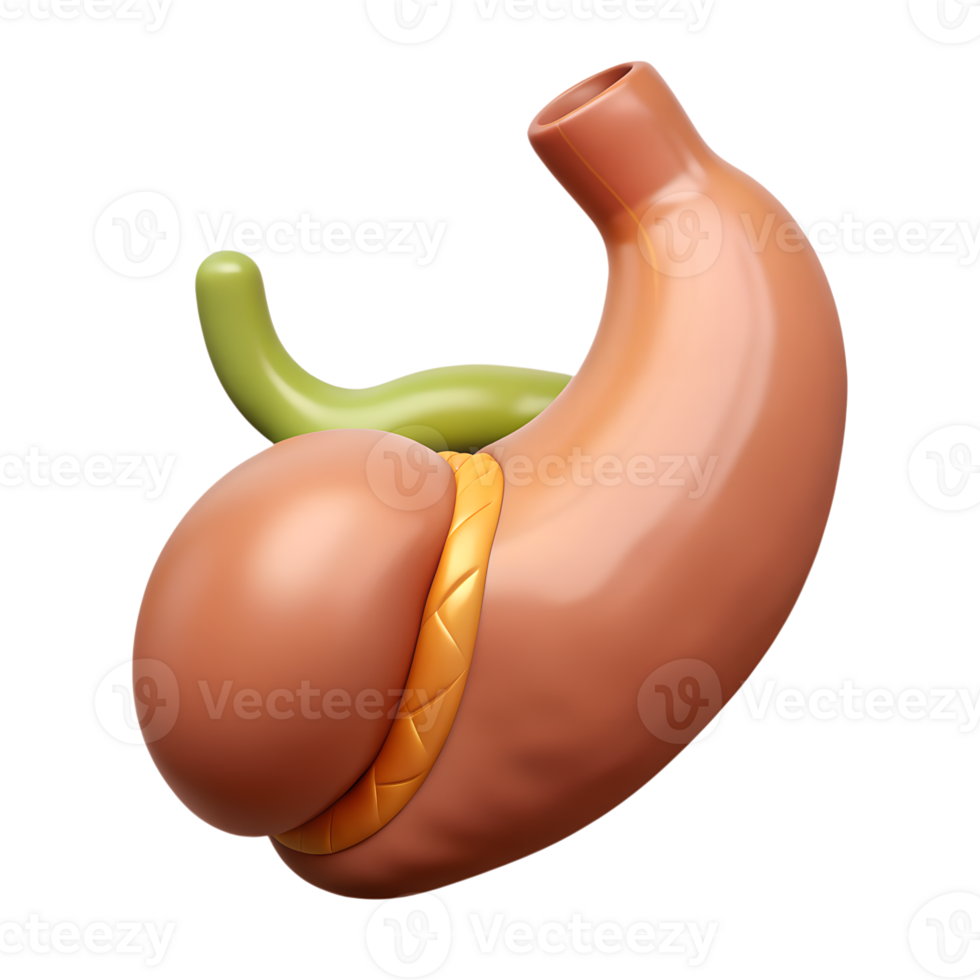 3d Illustration Of The Human Stomach Anatomy In A Stylized Design Depicting Internal Organ