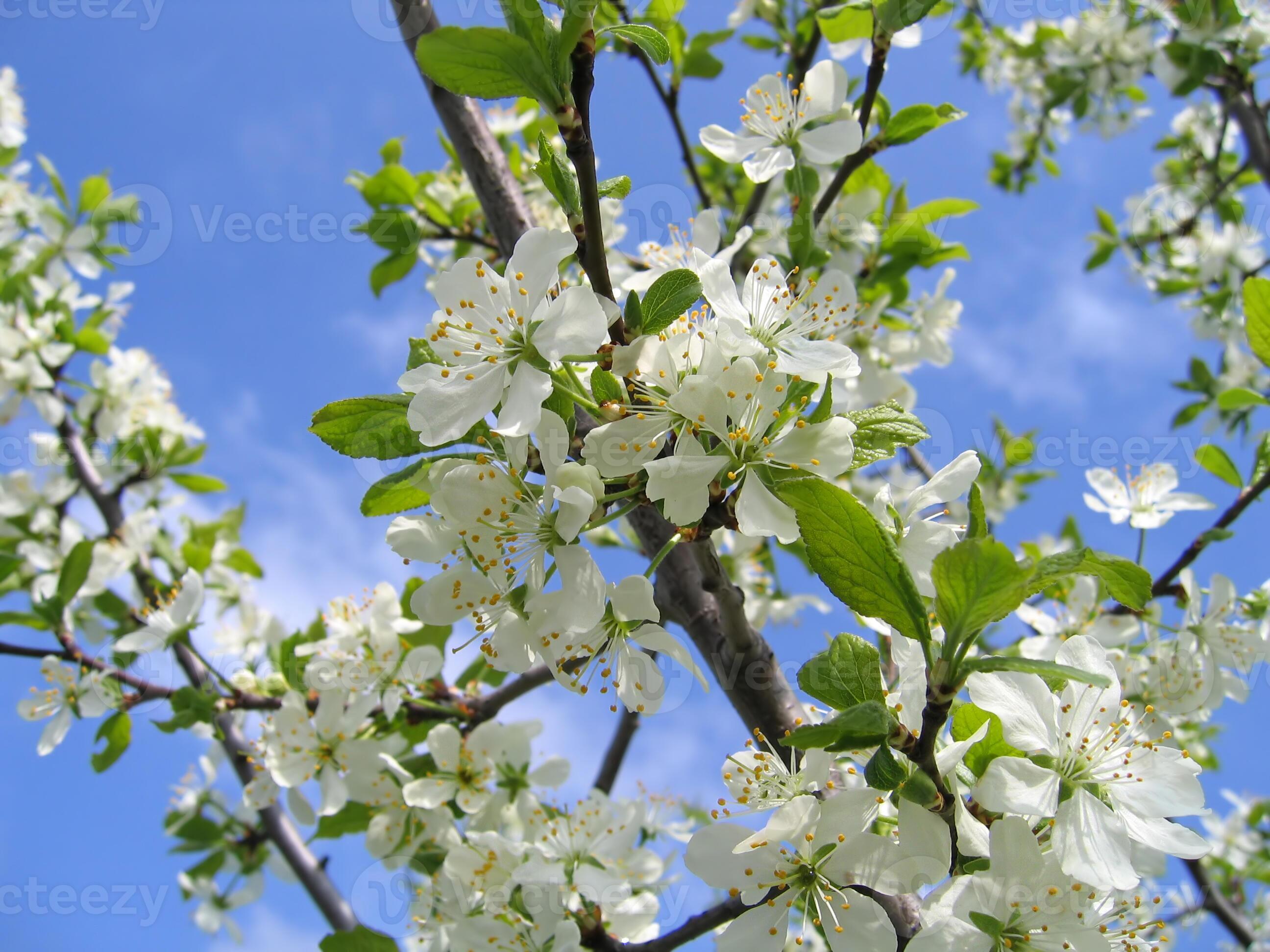 Spring fruit tree with white flowers 47886316 Stock Photo at Vecteezy
