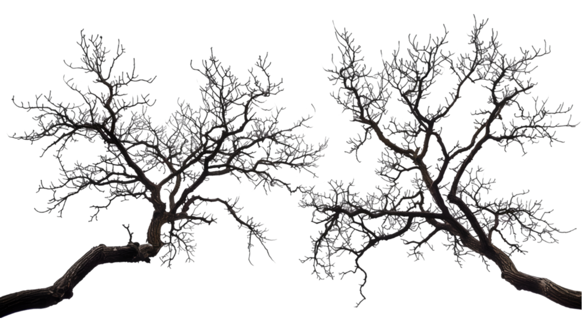 Bare tree branches isolated on a transparent background 47920856 PNG