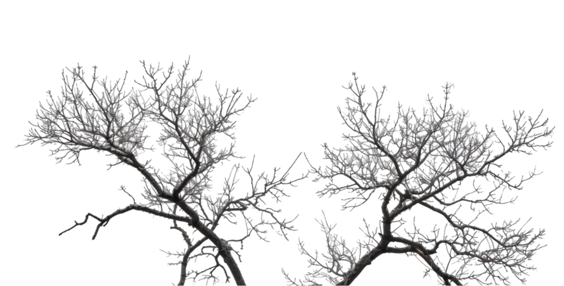 Bare tree branches isolated on a transparent background 47920909 PNG