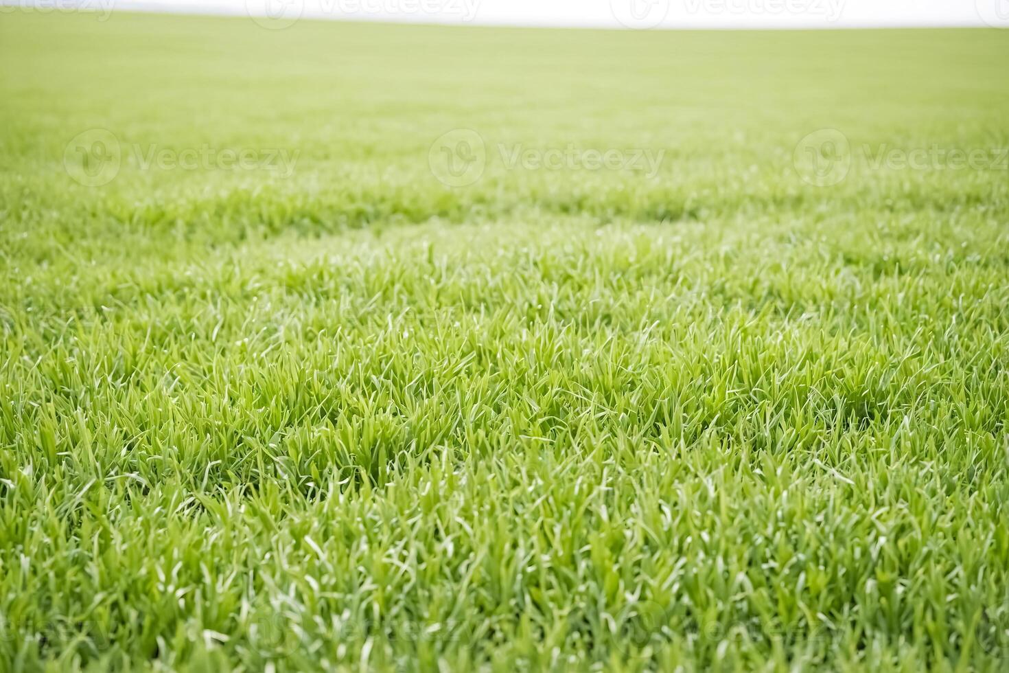 Lush Green Grass Field Close Up 47940438 Stock Photo at Vecteezy