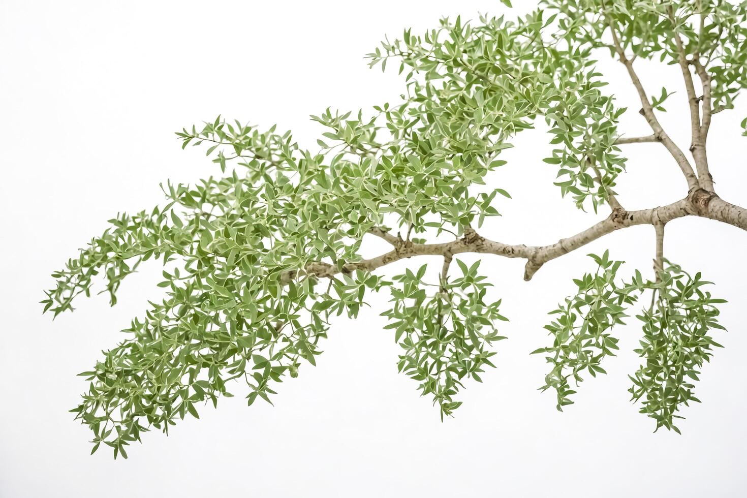 Green Tree Branch Isolated on White Background 47953315 Stock Photo at ...