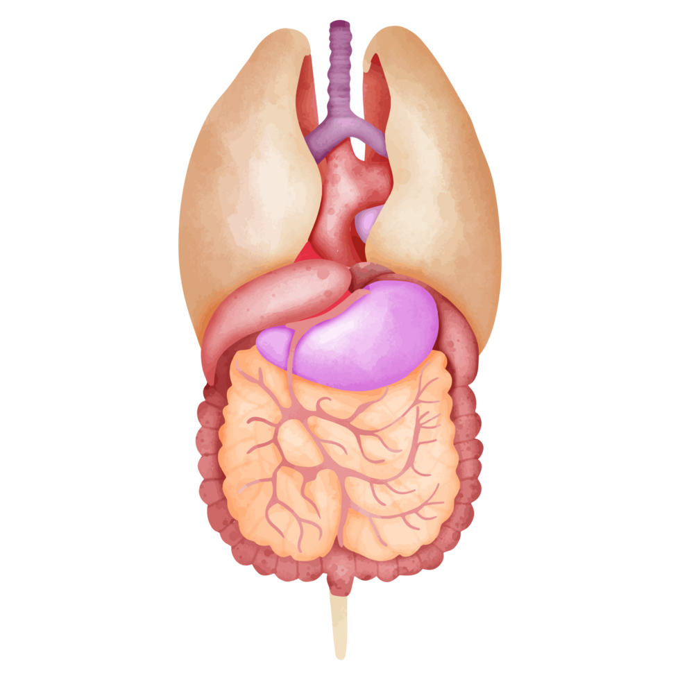 Watercolor Comprehensive Internal Organs Illustration Including Stomach And Lungs 48024449 Png