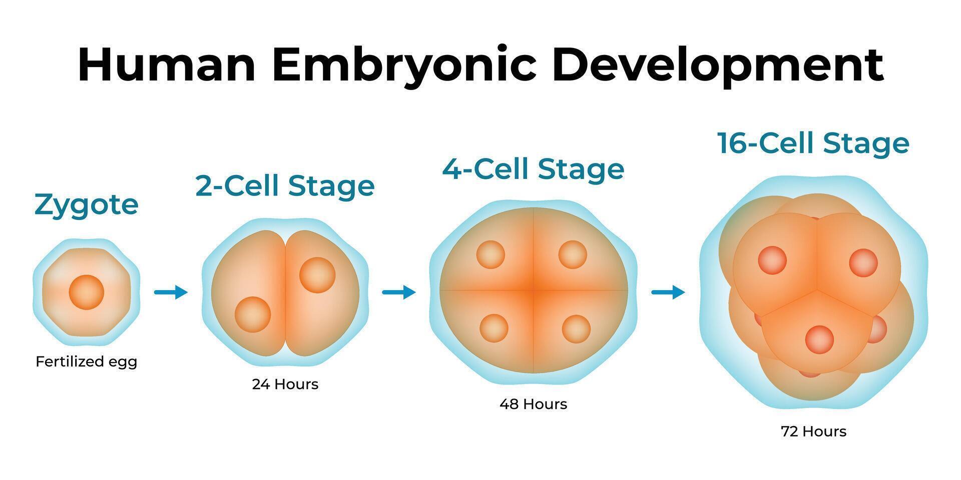 Human Zygote Diagram