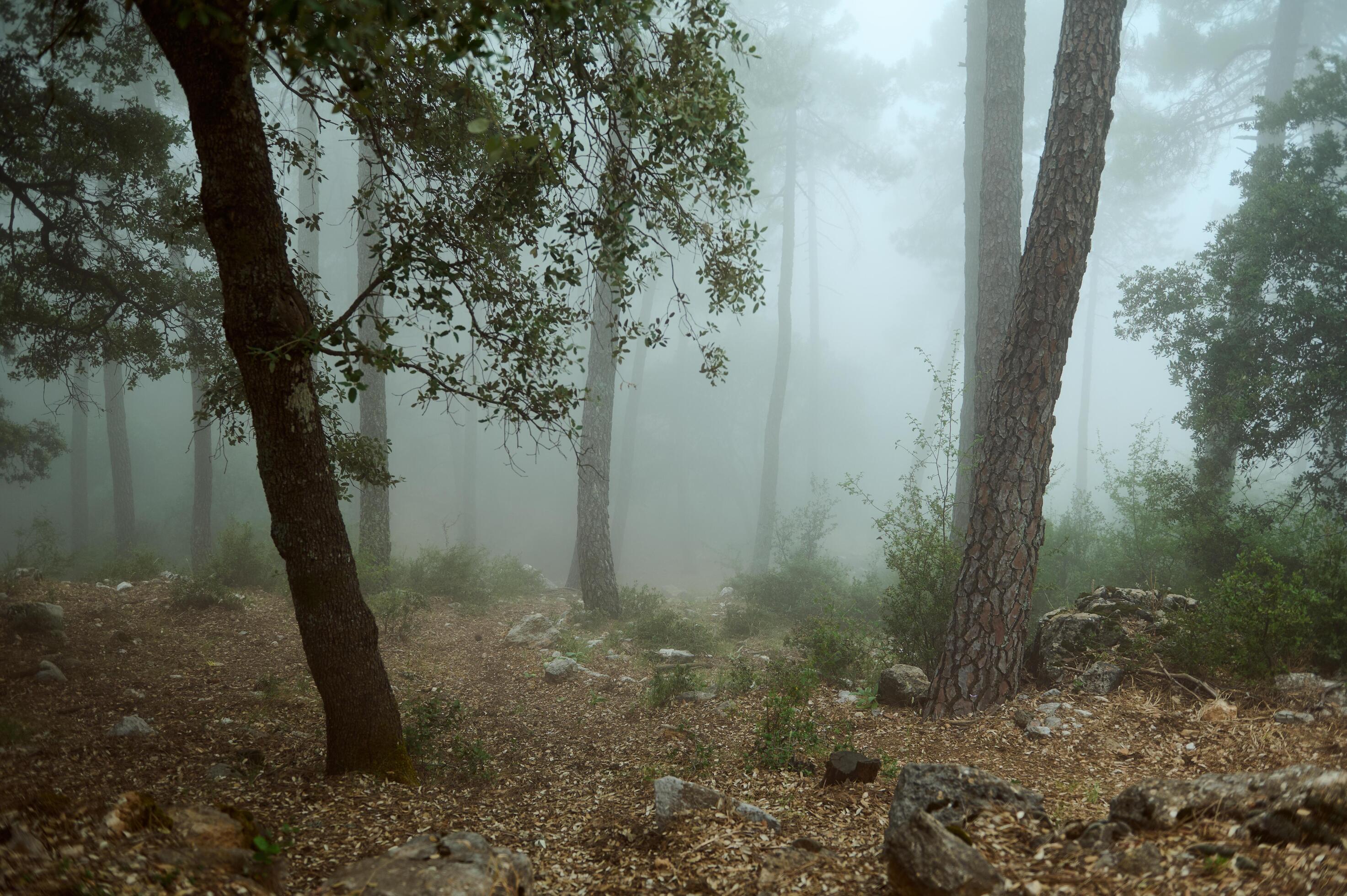 Misty forest scene with tall trees and dense fog creating a tranquil atmosphere 48042760 Stock ...